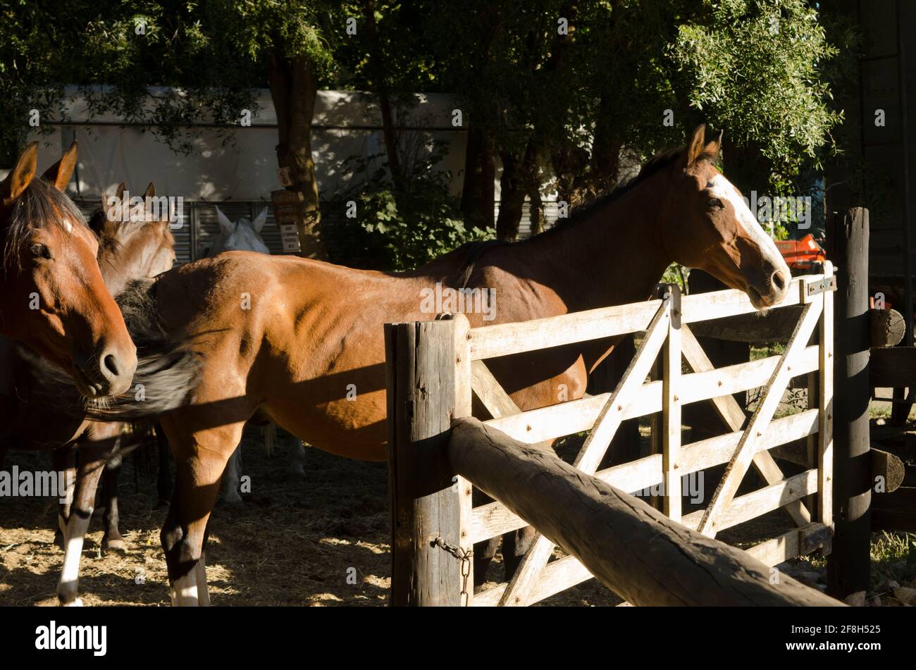 Horse Looking Over Gate High Resolution Stock Photography and Images ...
