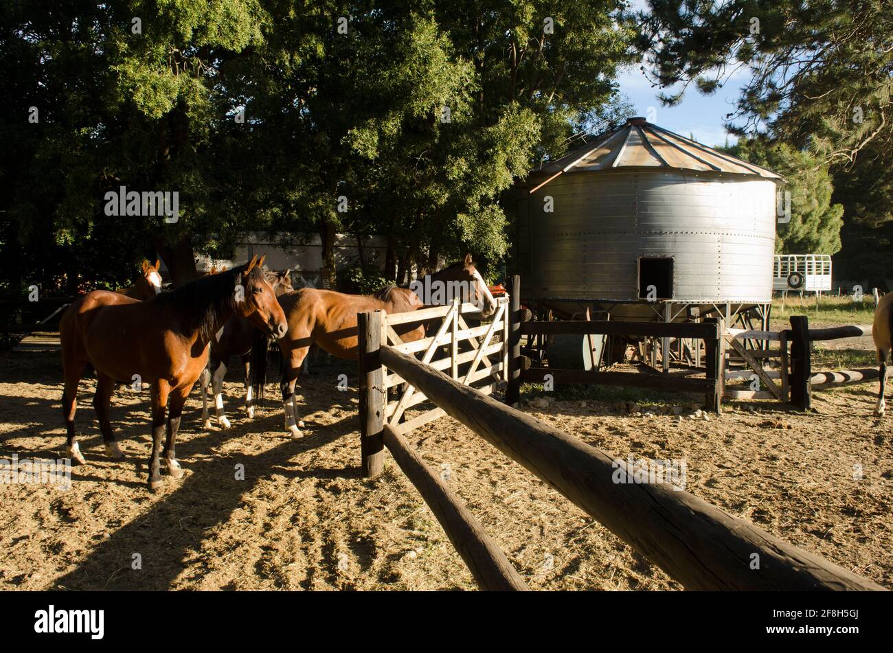 farm outlet with horses, grain silo and gate. Argentine country ...