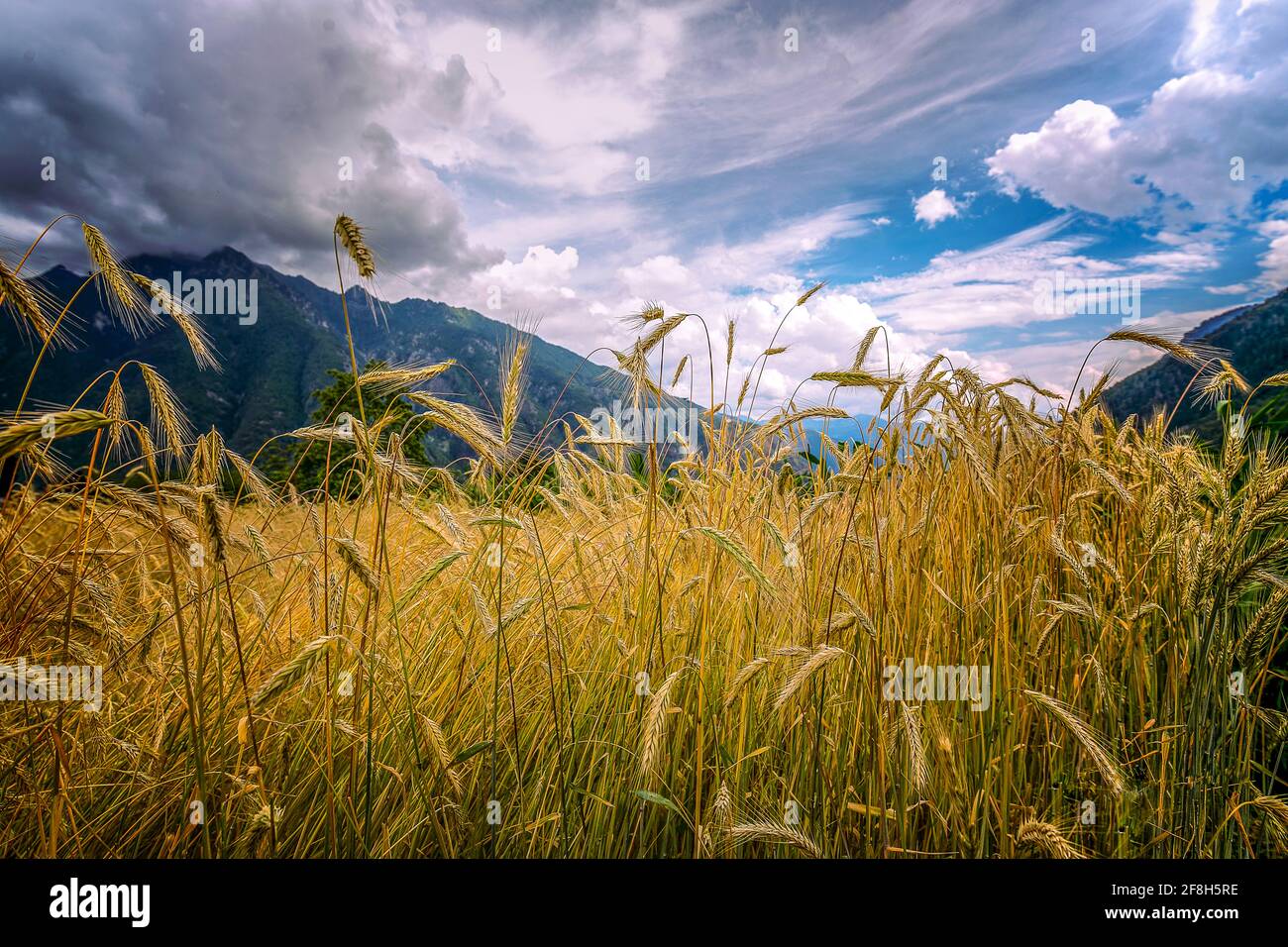 Viceno di crodo field of wheat hi-res stock photography and images - Alamy