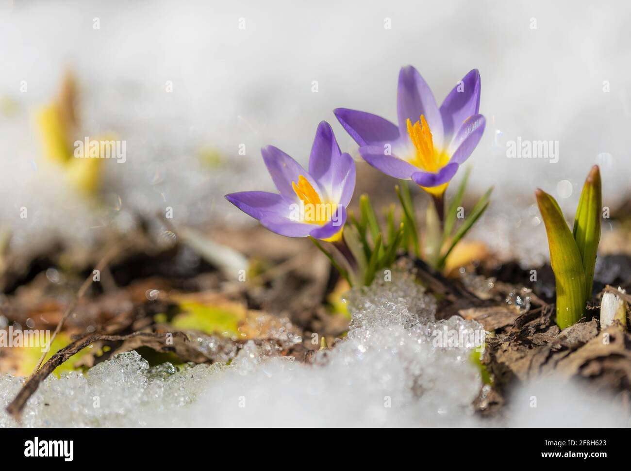 First snow in alpine hi-res stock photography and images - Alamy