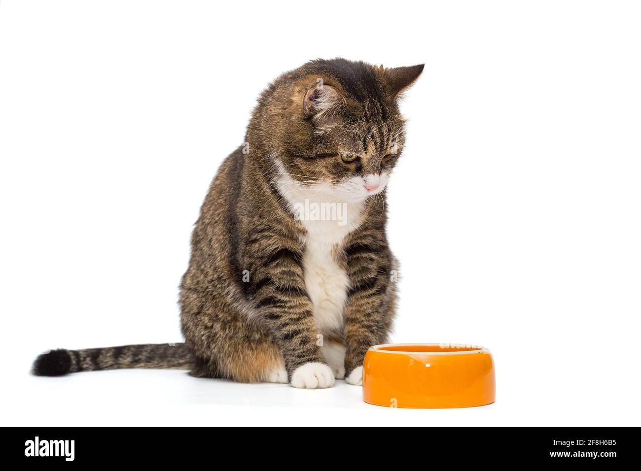 Hungry grey cat and bowl, isolated on white background Stock Photo - Alamy