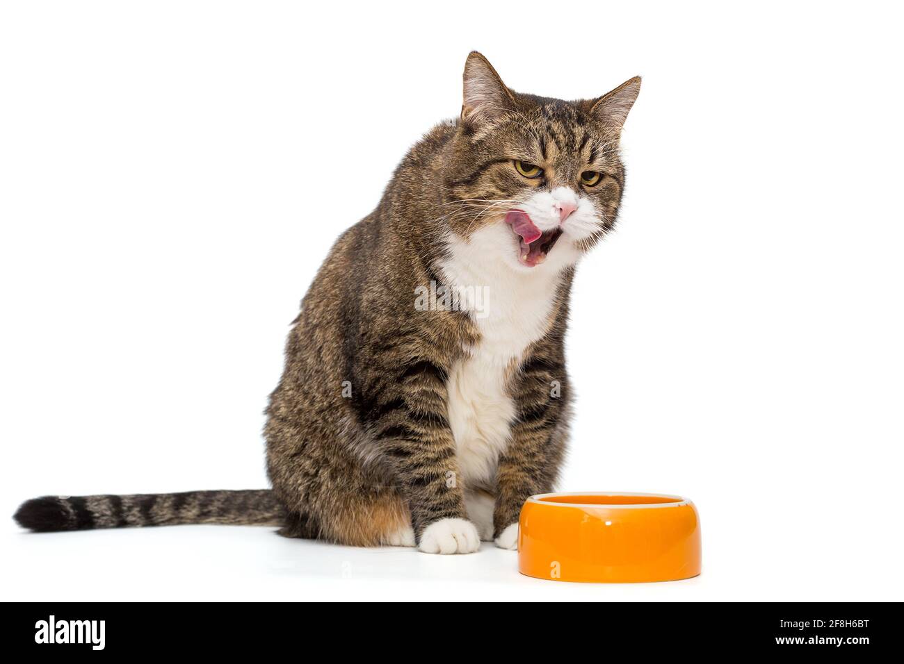 Big grey cat licks its lips near an orange bowl, isolated on white ...
