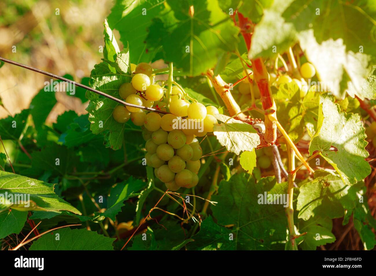 Bunch of green grapes on summer vine Stock Photo - Alamy