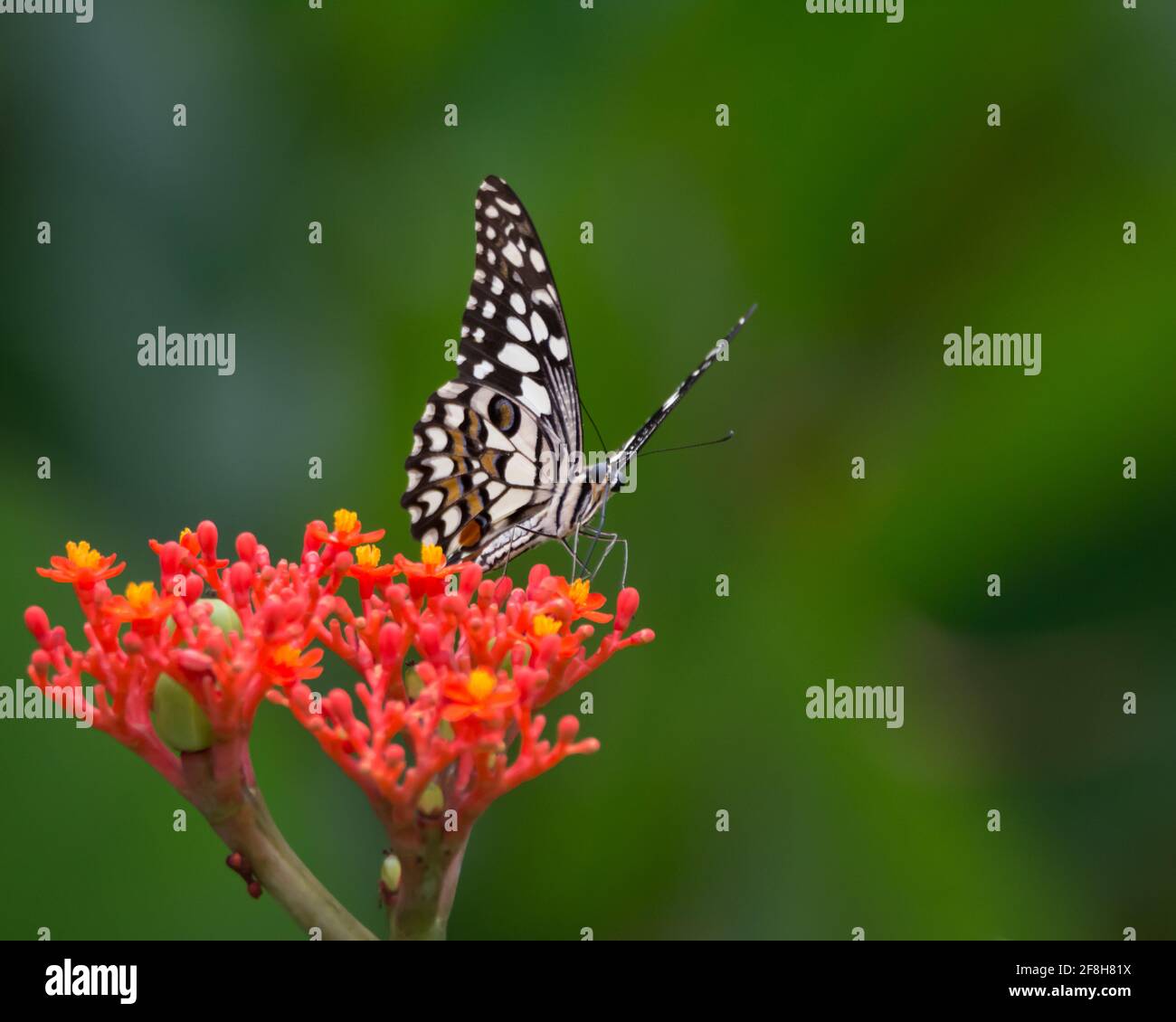 Lime swallowtail butterfly hi-res stock photography and images - Alamy