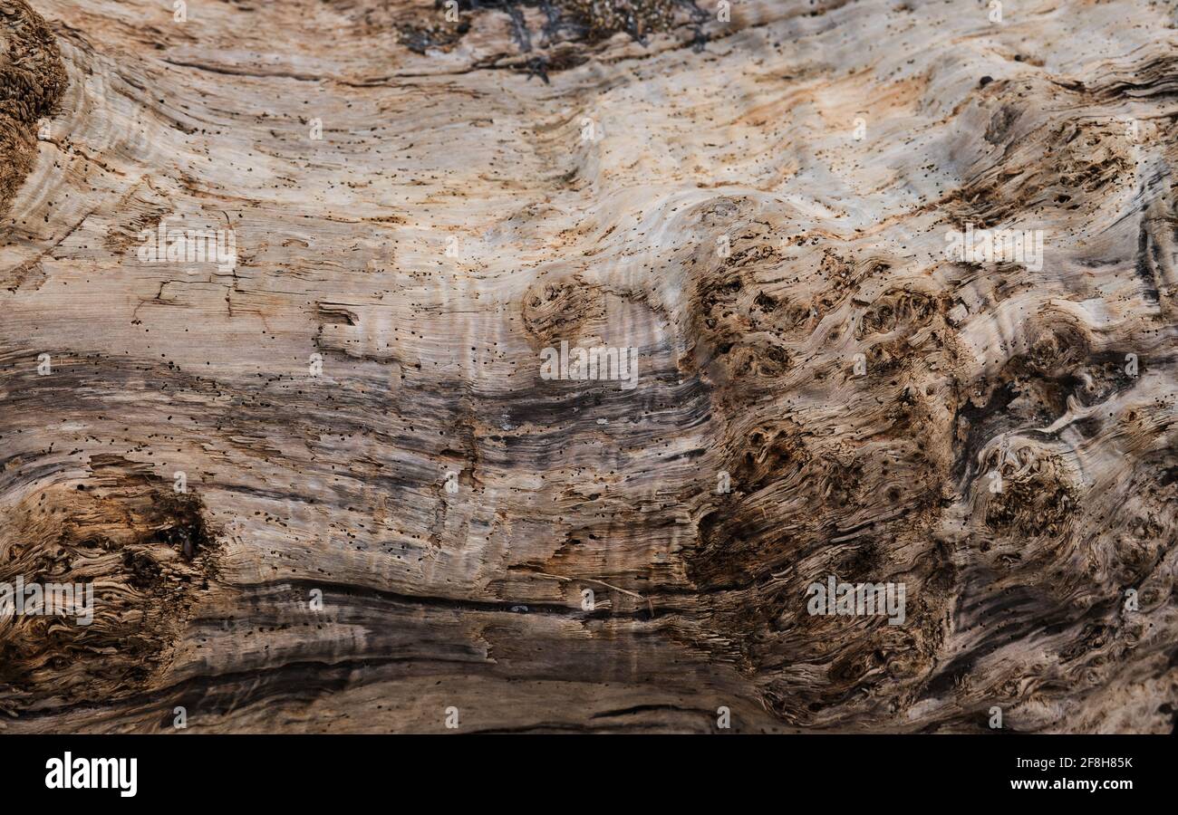 Old stump texture. Wood textured wall for background or design. Log ...
