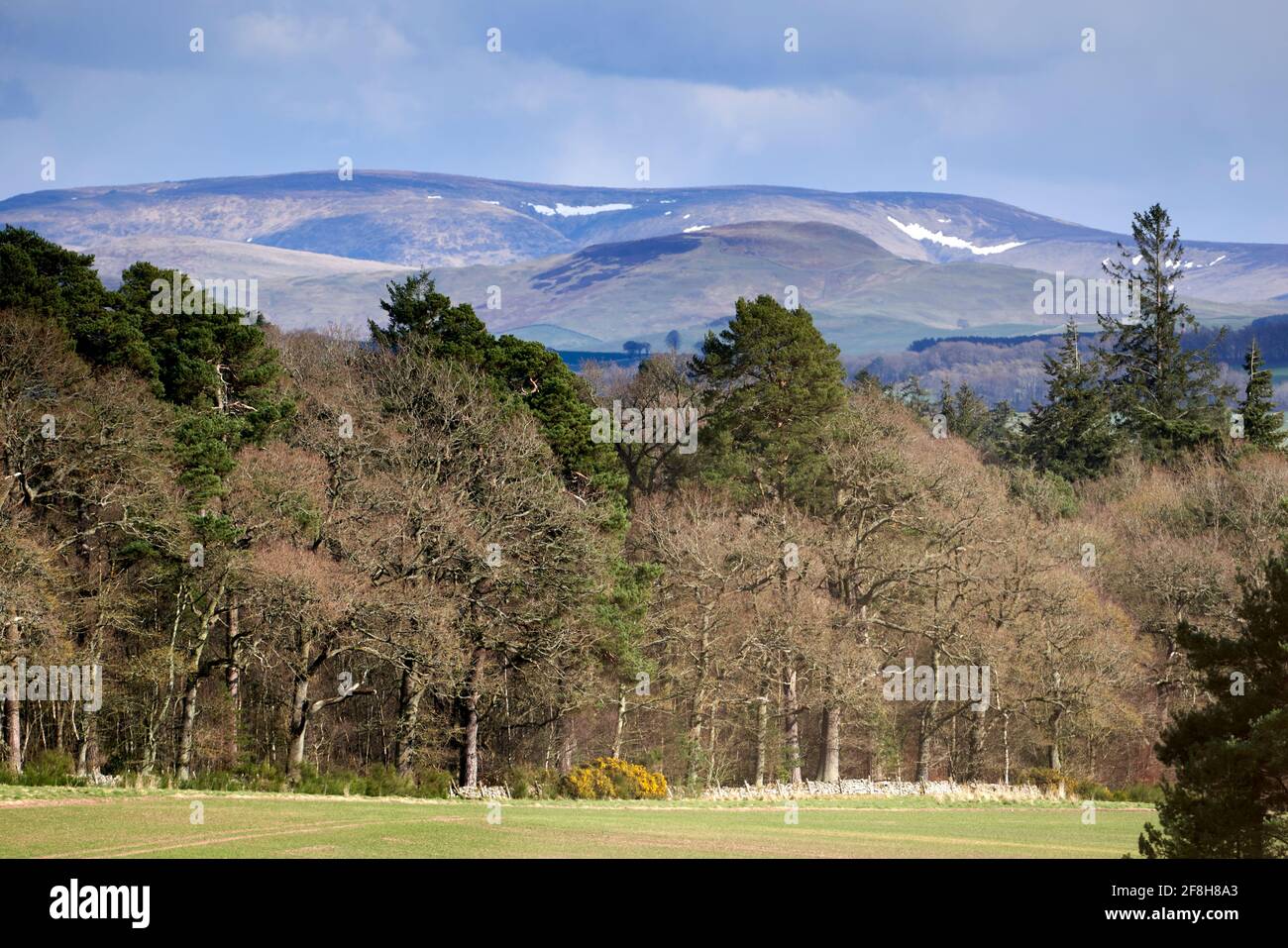 Cheviot hills scotland hi-res stock photography and images - Alamy