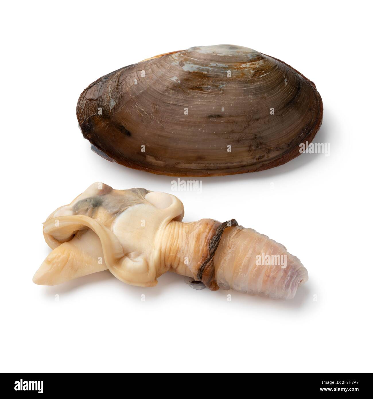 Single cooked soft shell clam and shell close up isolated on white ...