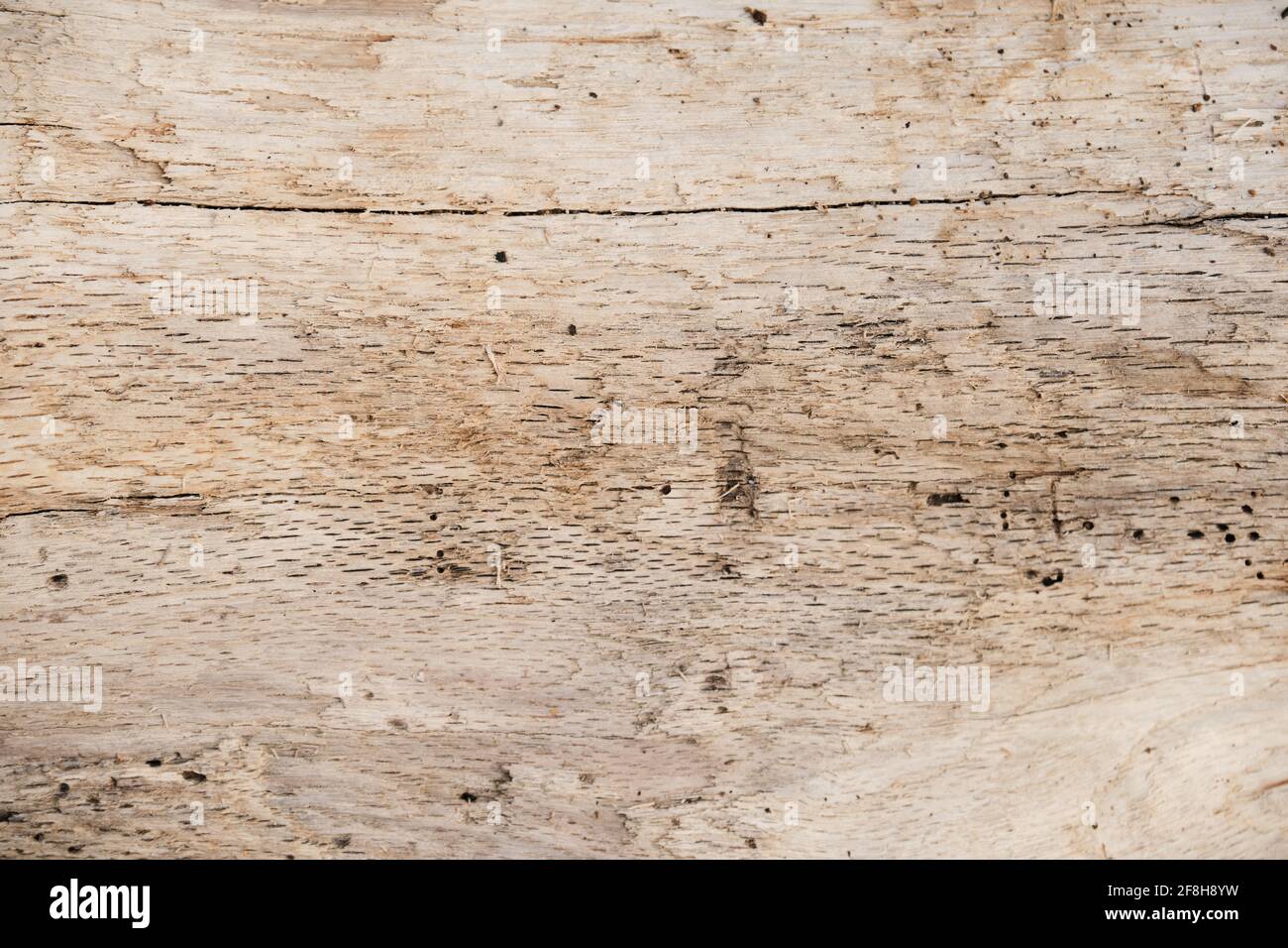 Old stump texture. Wood textured wall for background or design. Log ...