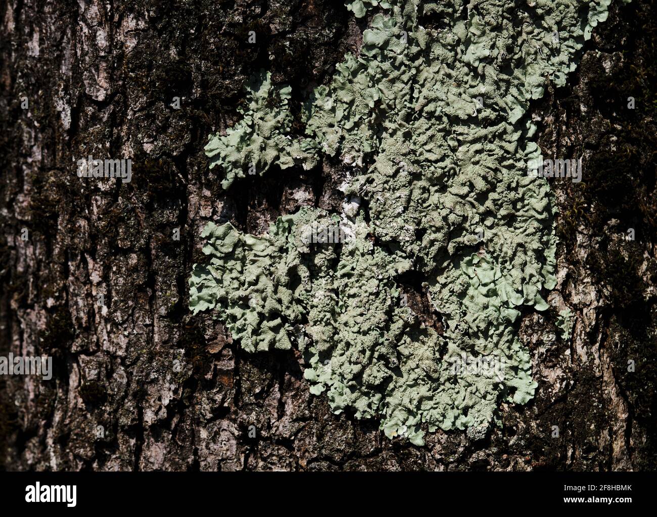 Texture of tree bark with green lichen close-up. Minimalistic forest ...