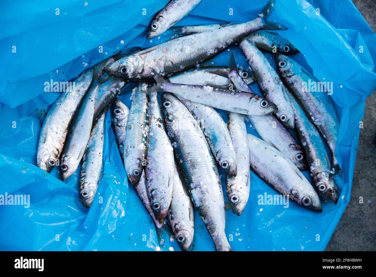 Gdansk harbour fishing hi-res stock photography and images - Alamy