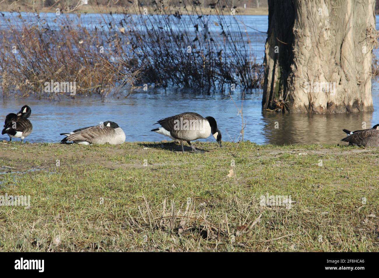 Tree goose hi-res stock photography and images - Alamy