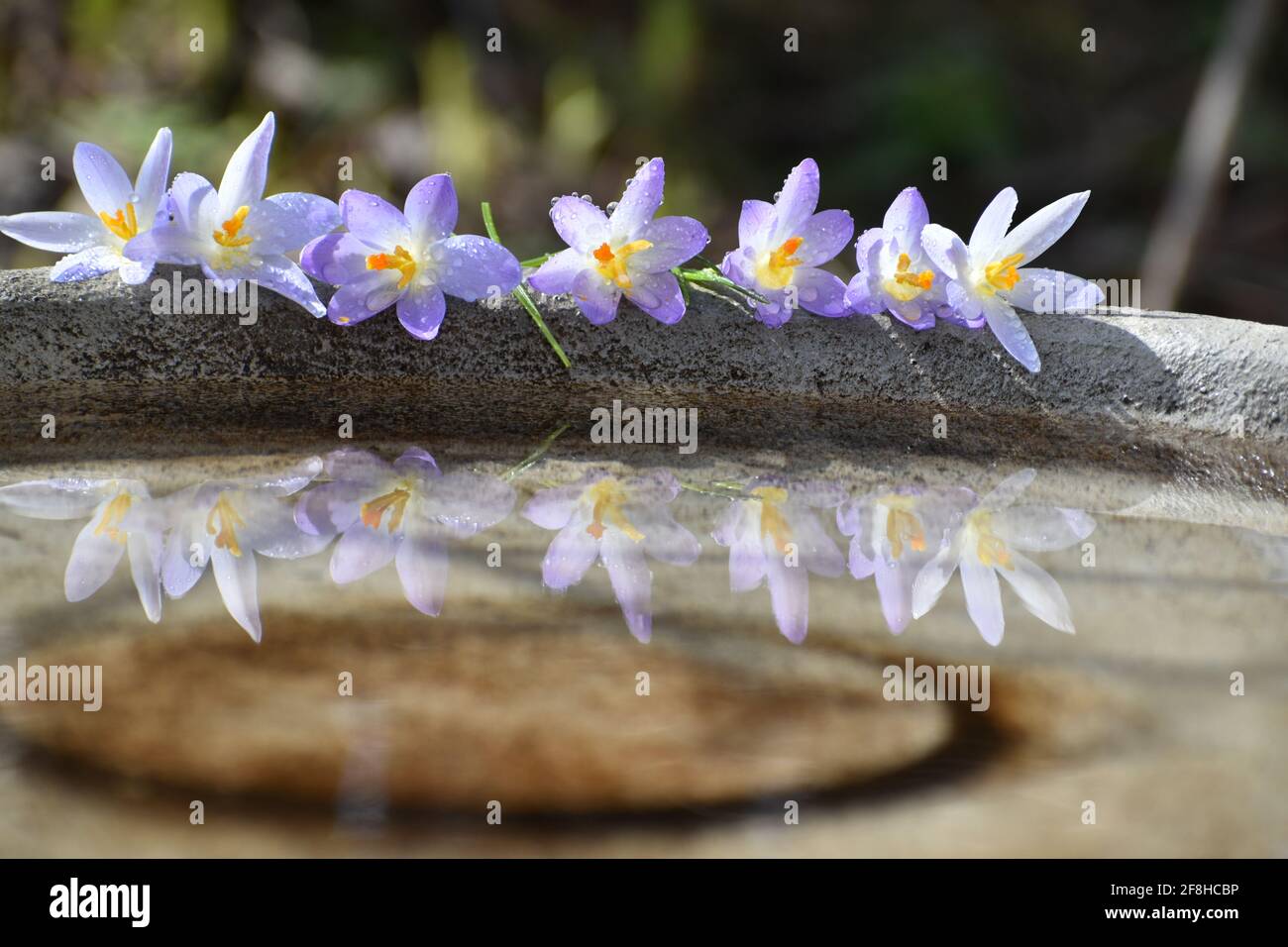 The first crocus flowers in spring Stock Photo - Alamy