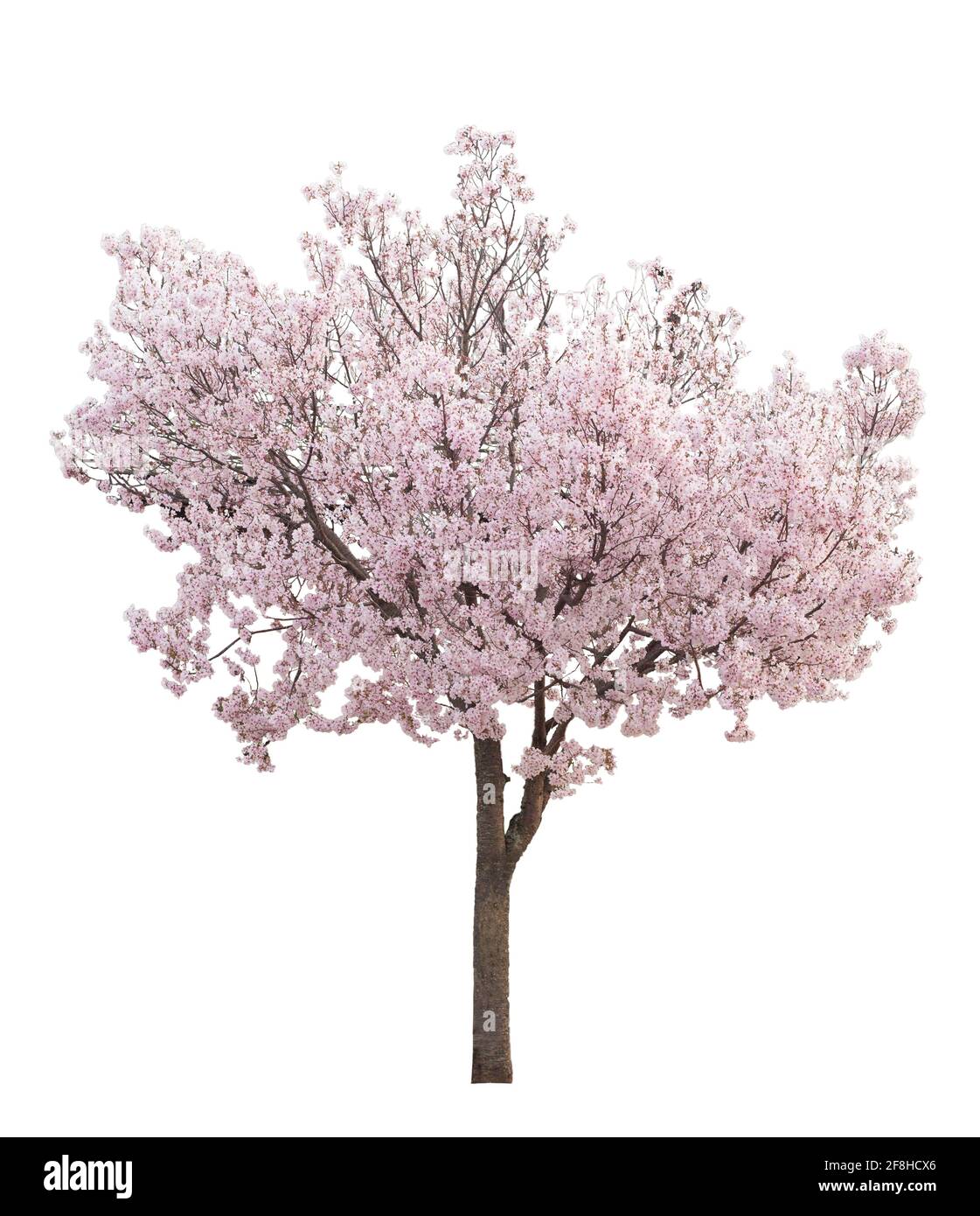 In spring park bloom Cut Out Stock Images & Pictures - Alamy