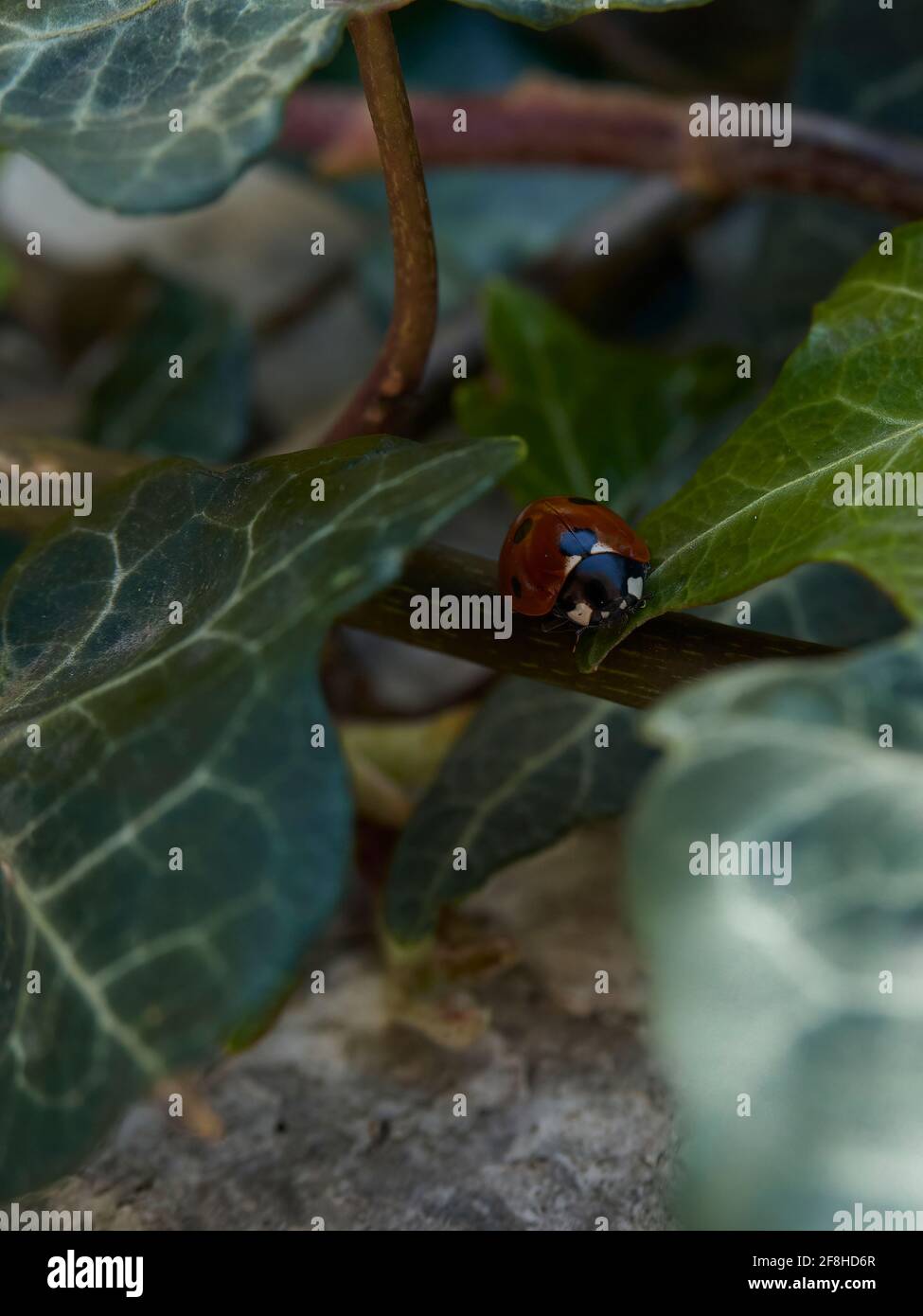 An adult ladybird explores the ivy-strewn undergrowth of a residential ...