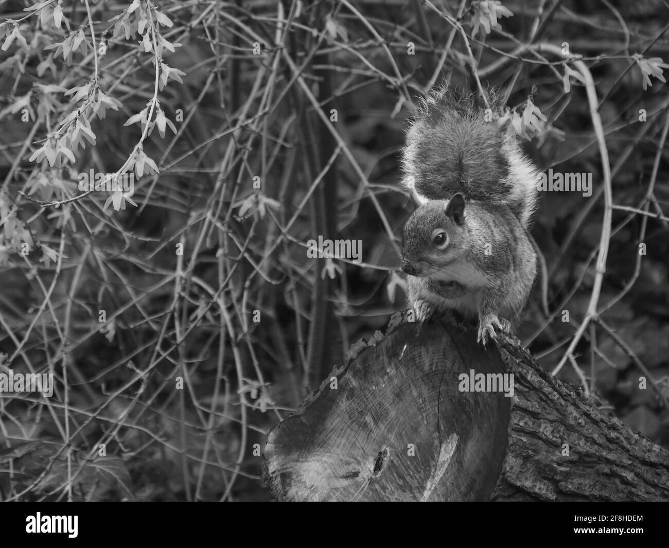 A grey squirrel balanced on top of a fallen tree stump, ahead of a ...
