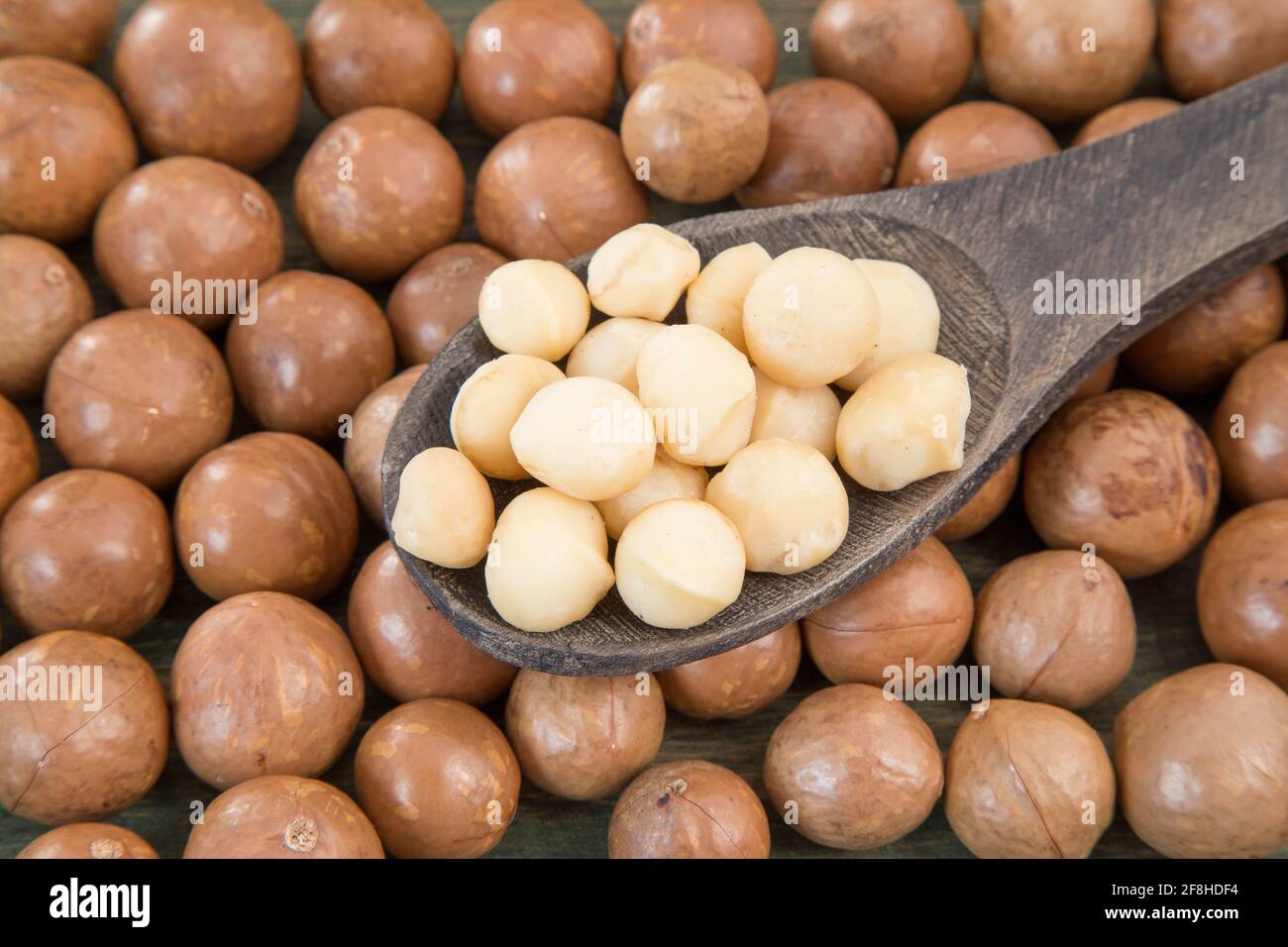 Macadamia nuts - Macadamia integrifolia Stock Photo - Alamy