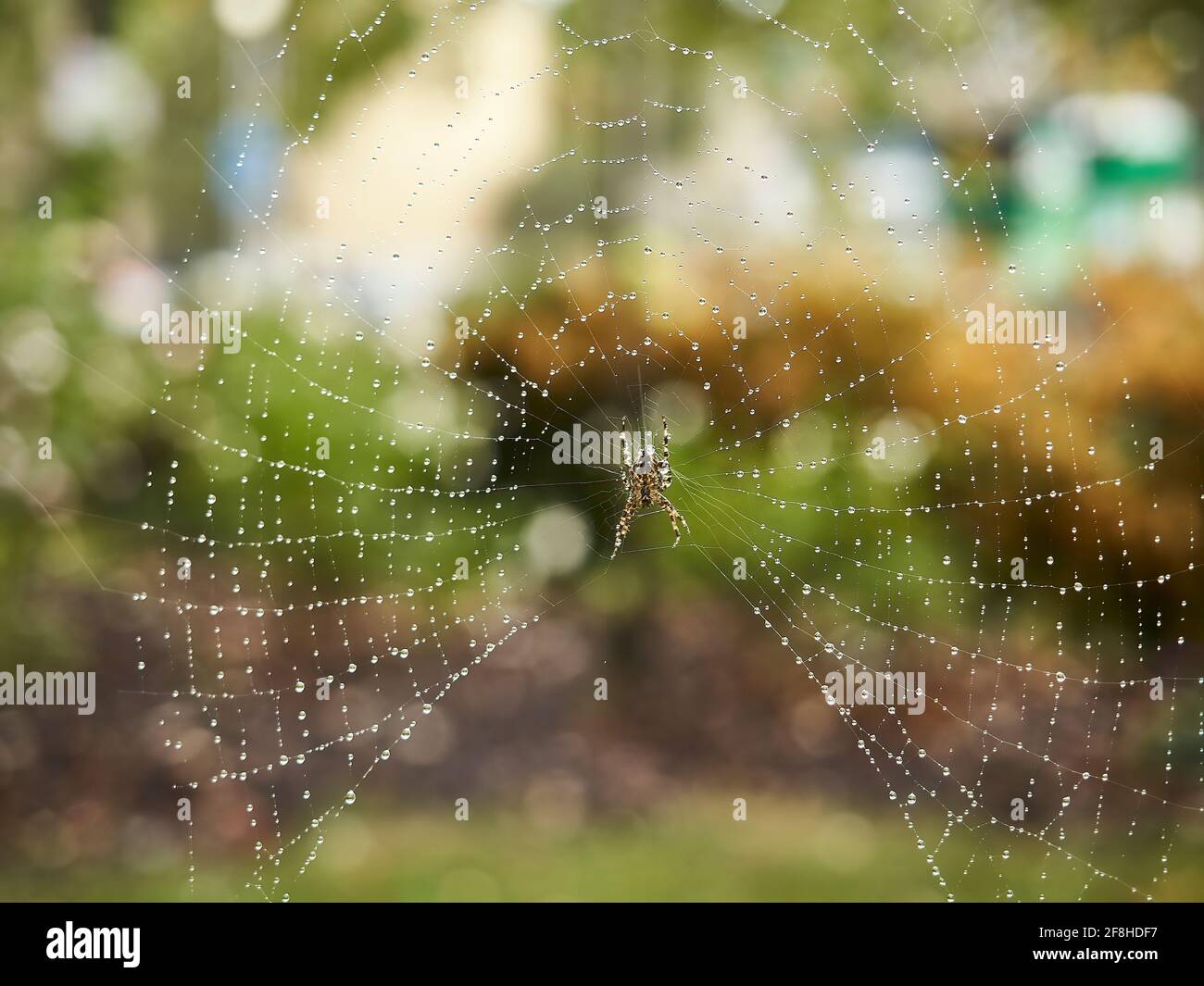 A garden spider in the midst of its emblematic web. The web sparkles ...