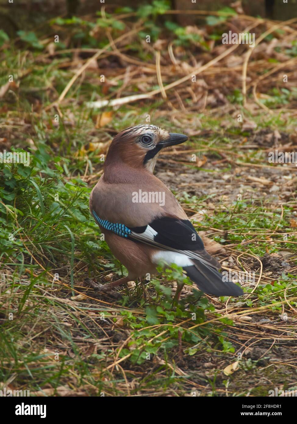 Back view of a jay hi-res stock photography and images - Alamy