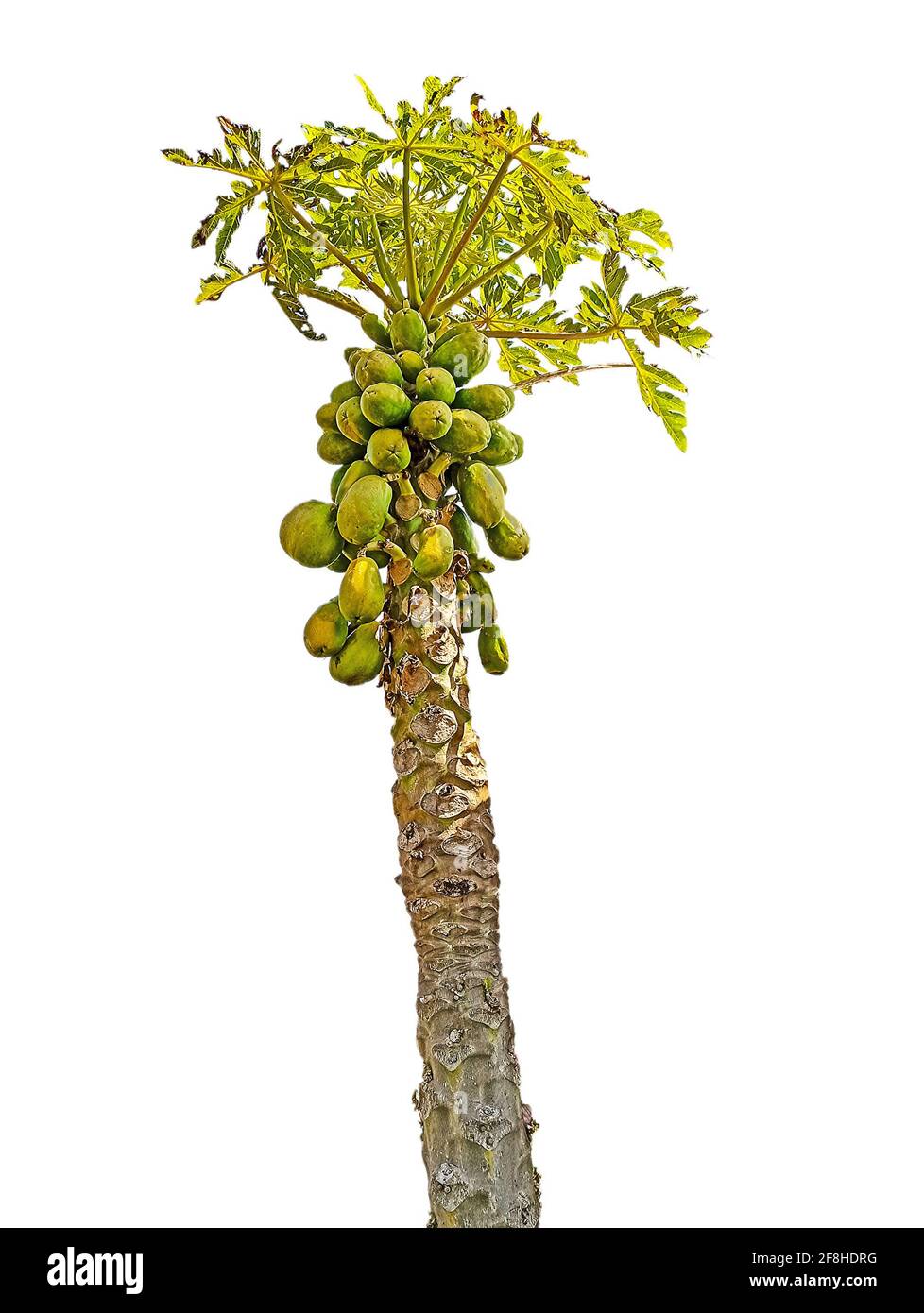 papaya tree with fruits isolated on white background Stock Photo - Alamy
