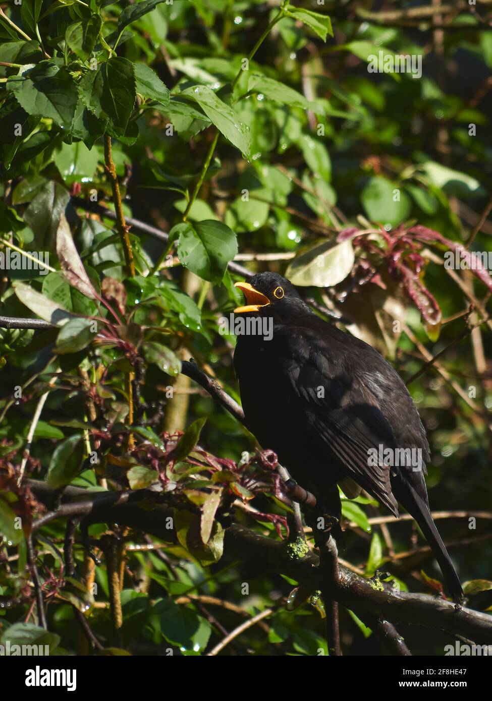 A male blackbird in bright sunlight, beak open as he pours forth joyful ...