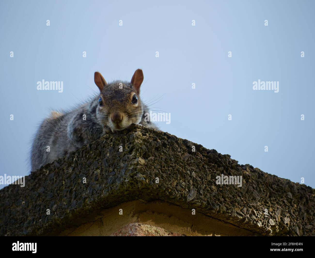 A close-up portrait of a relaxed-looking grey squirrel atop a wall. The ...