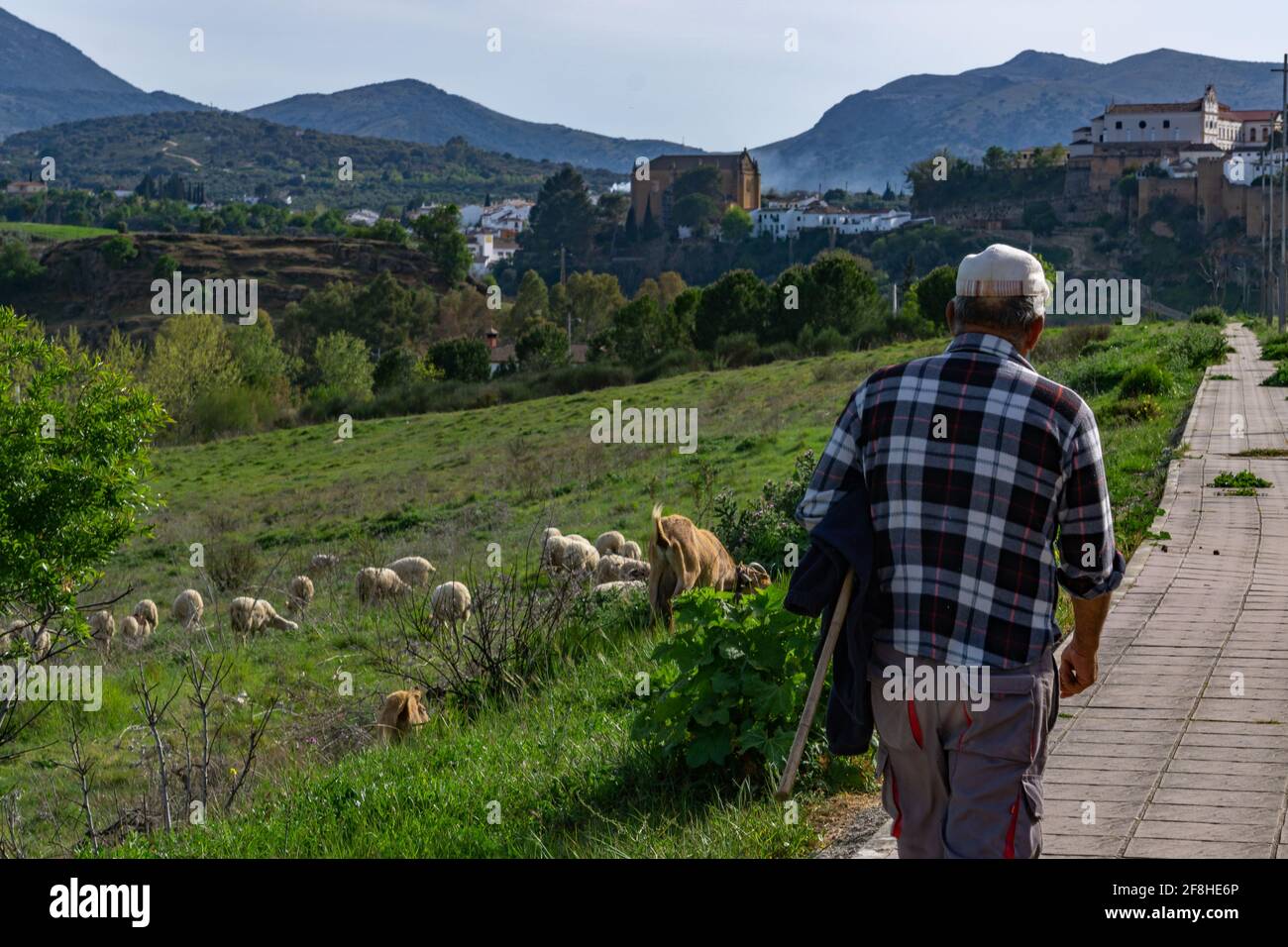 shepherd taking care of his sheep Stock Photo - Alamy