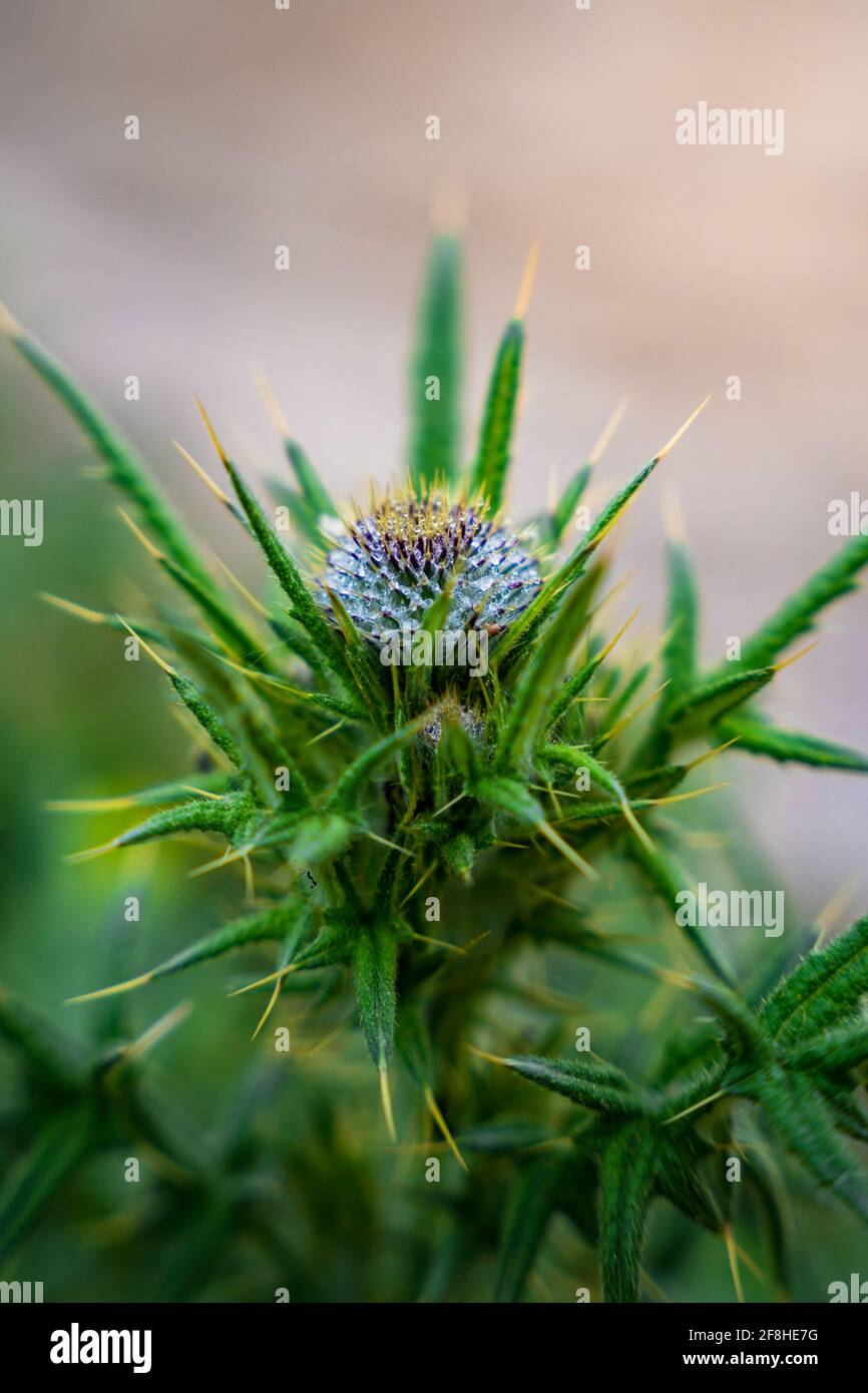 Spikes healthcare green hi-res stock photography and images - Alamy