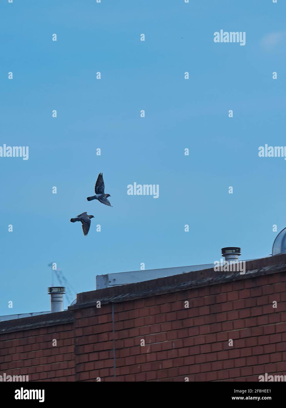 Pigeons fly over a building hi-res stock photography and images - Alamy