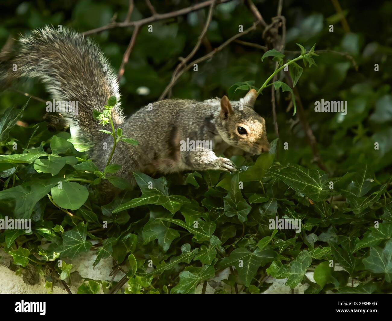 Apparent motion sun hi-res stock photography and images - Alamy