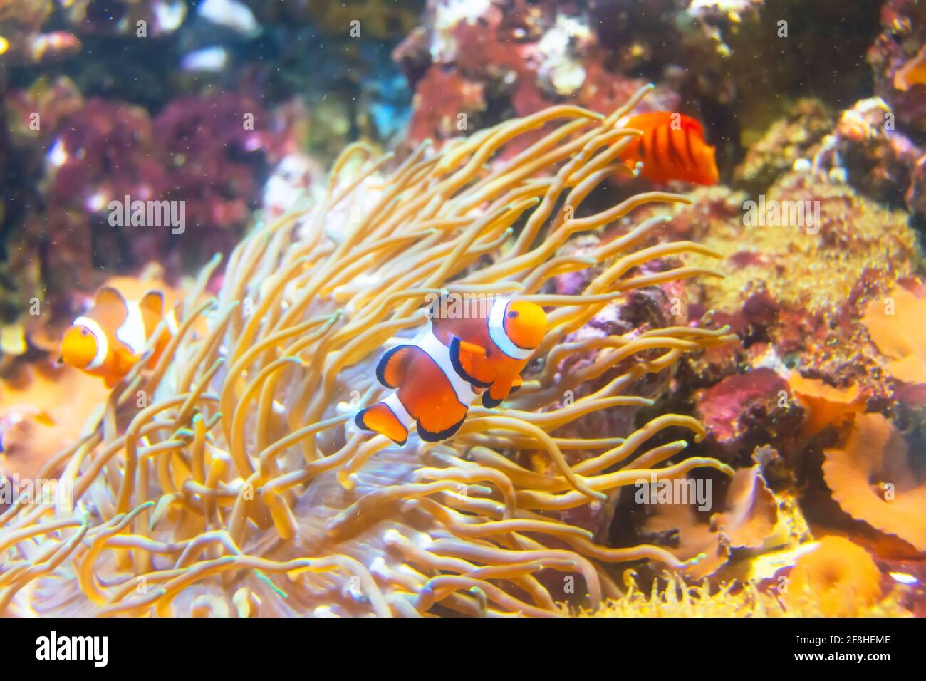 Colorful fish clown hiding in its anemone host on a tropical coral reef ...