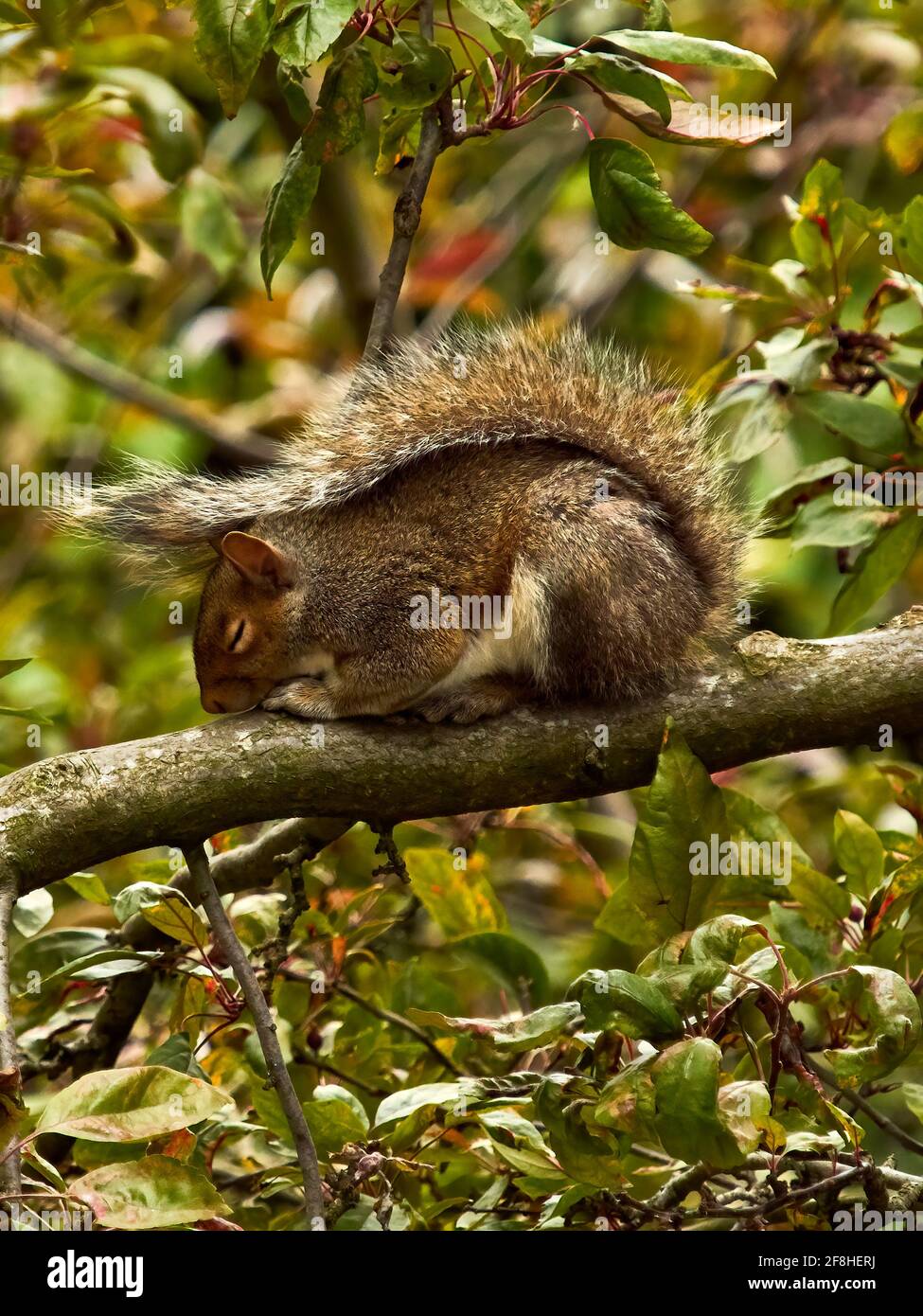 Curled up on its back hi-res stock photography and images - Alamy