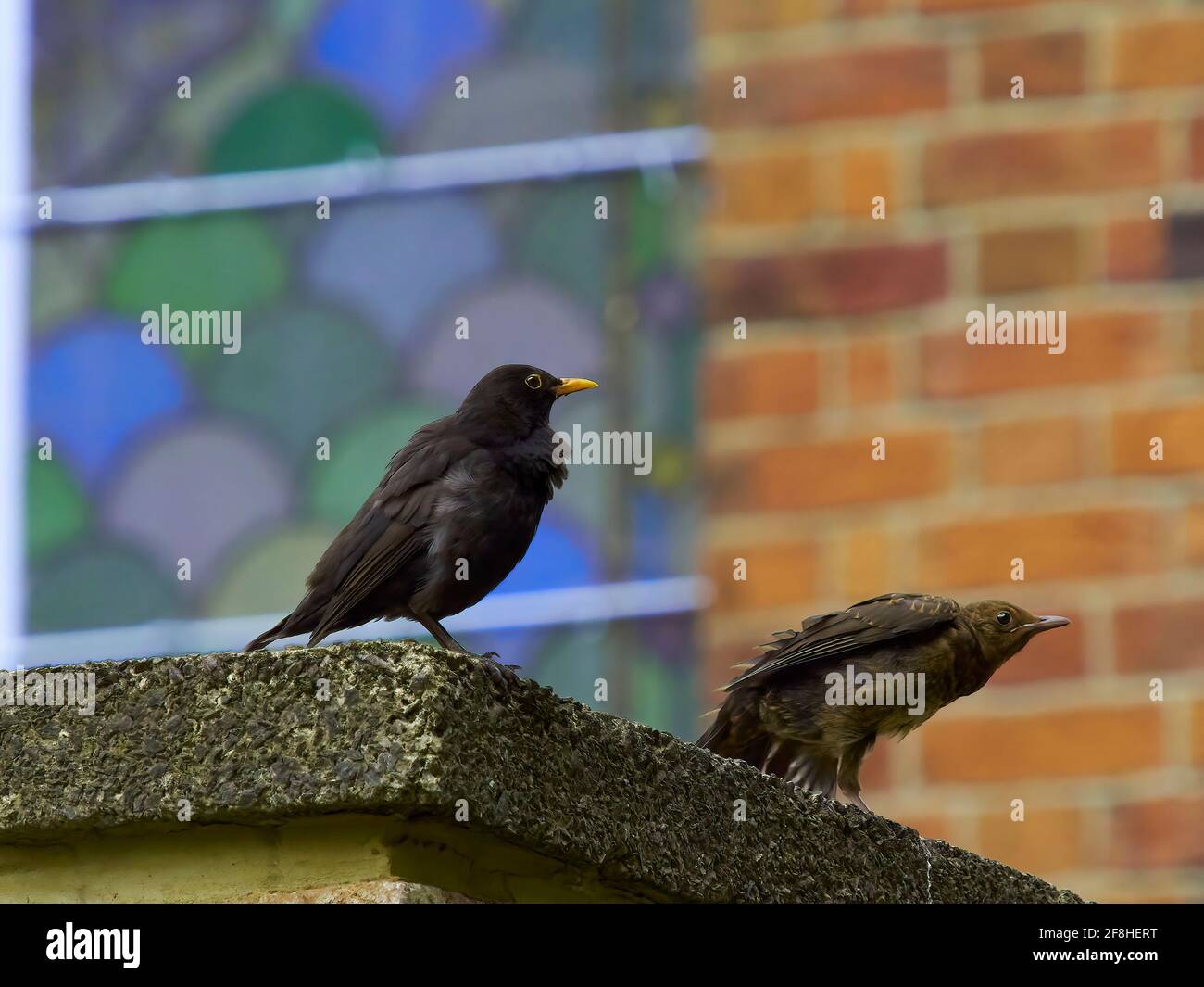 Rooftop blackbirds hi-res stock photography and images - Alamy