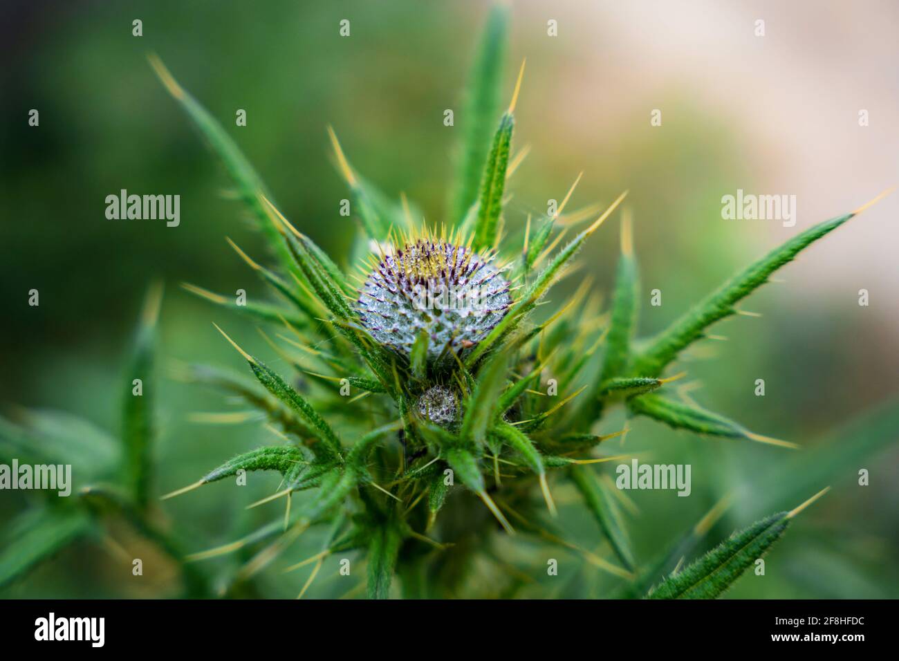 Close-up of a beautiful plant with spikes Stock Photo - Alamy