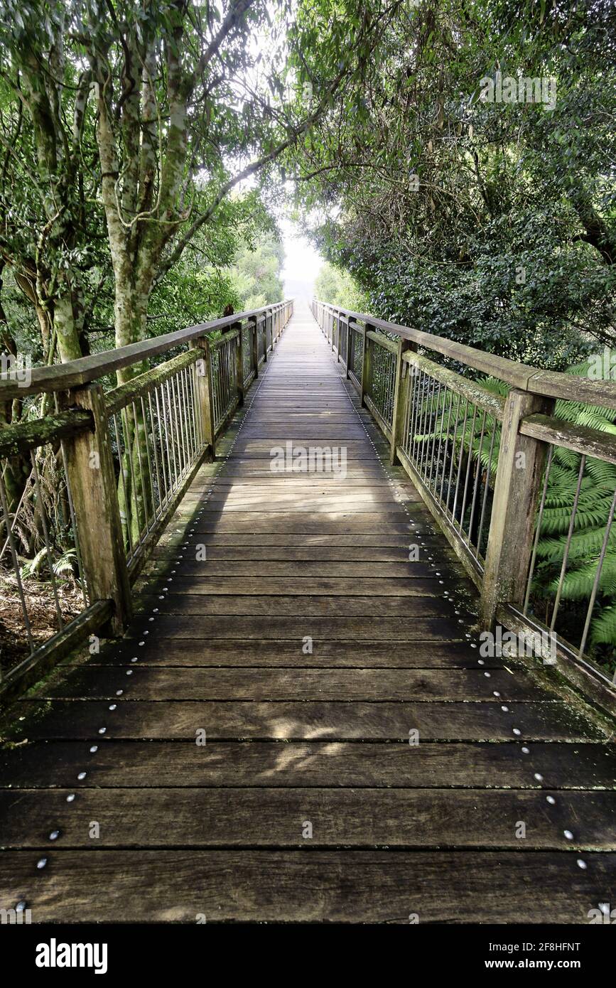 A bridge over rainforest Stock Photo - Alamy