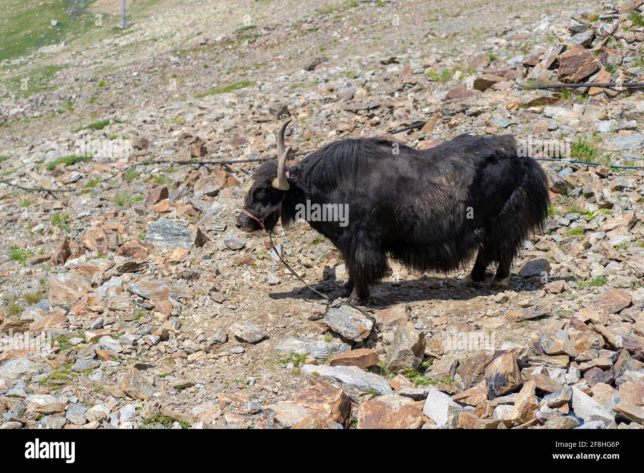 Close up of yak in mountainous terrain. Mountain animal chews, standing ...