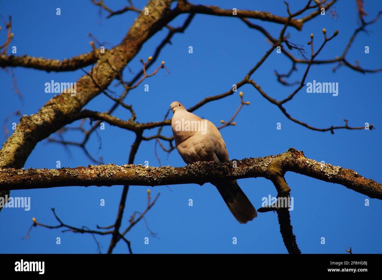 An Eurasian Collared Dove stretches its throat sac for a mating call ...