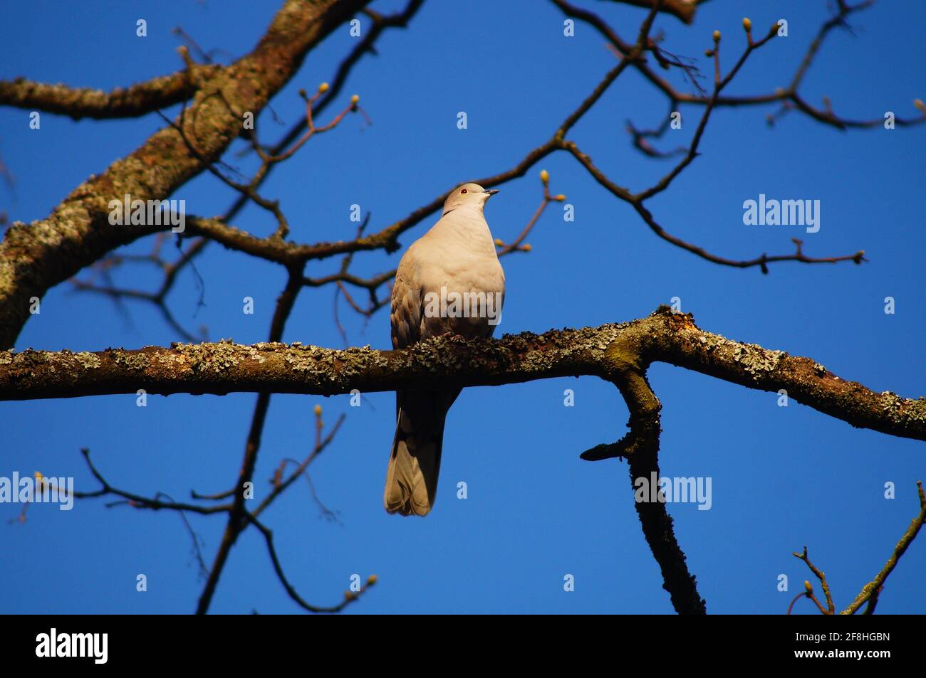 A collared dove in a tree in the evening light Stock Photo - Alamy