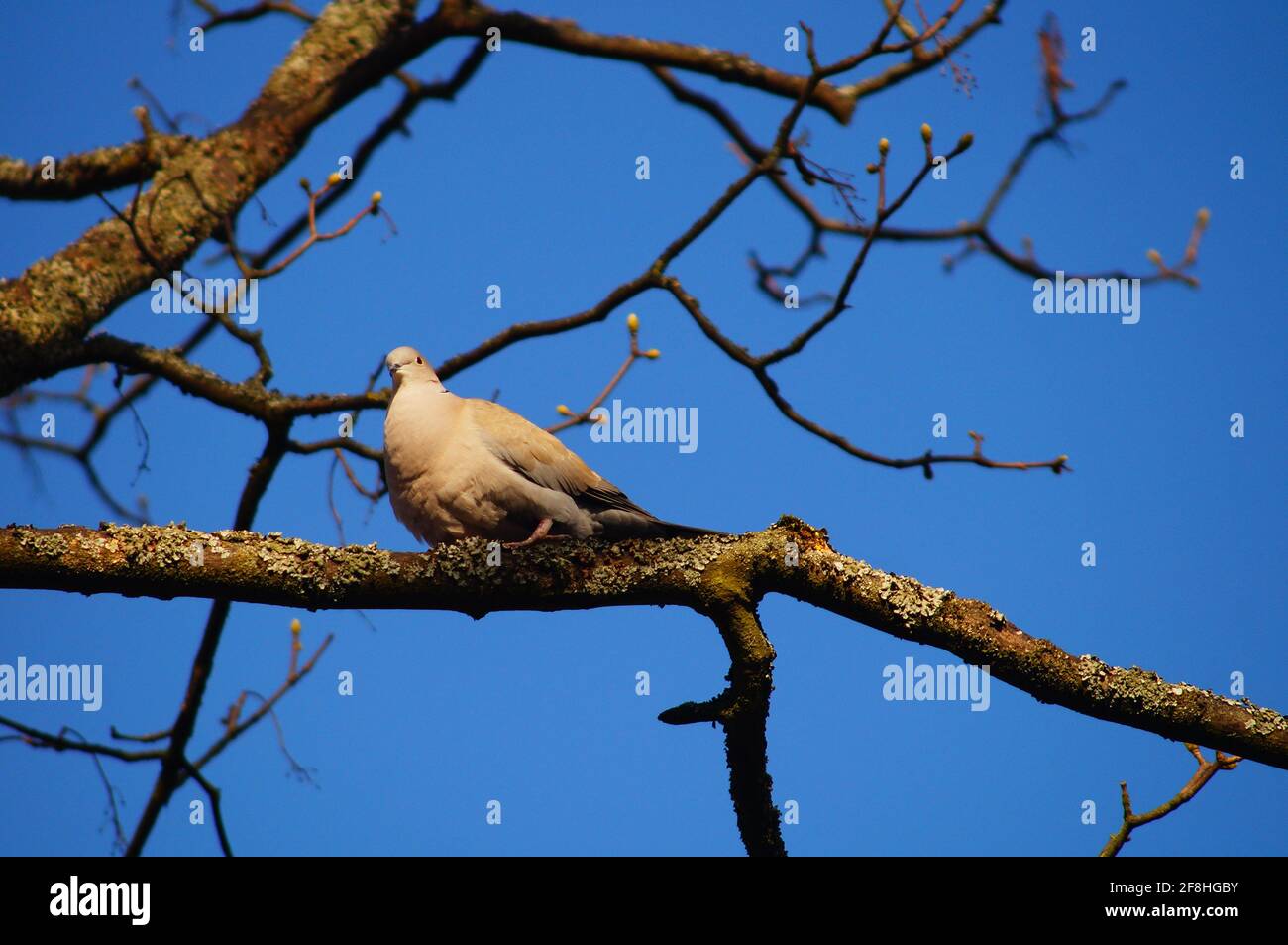 A collared dove in a tree in the evening light Stock Photo - Alamy