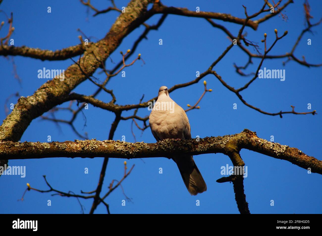 A collared dove in a tree in the evening light Stock Photo - Alamy