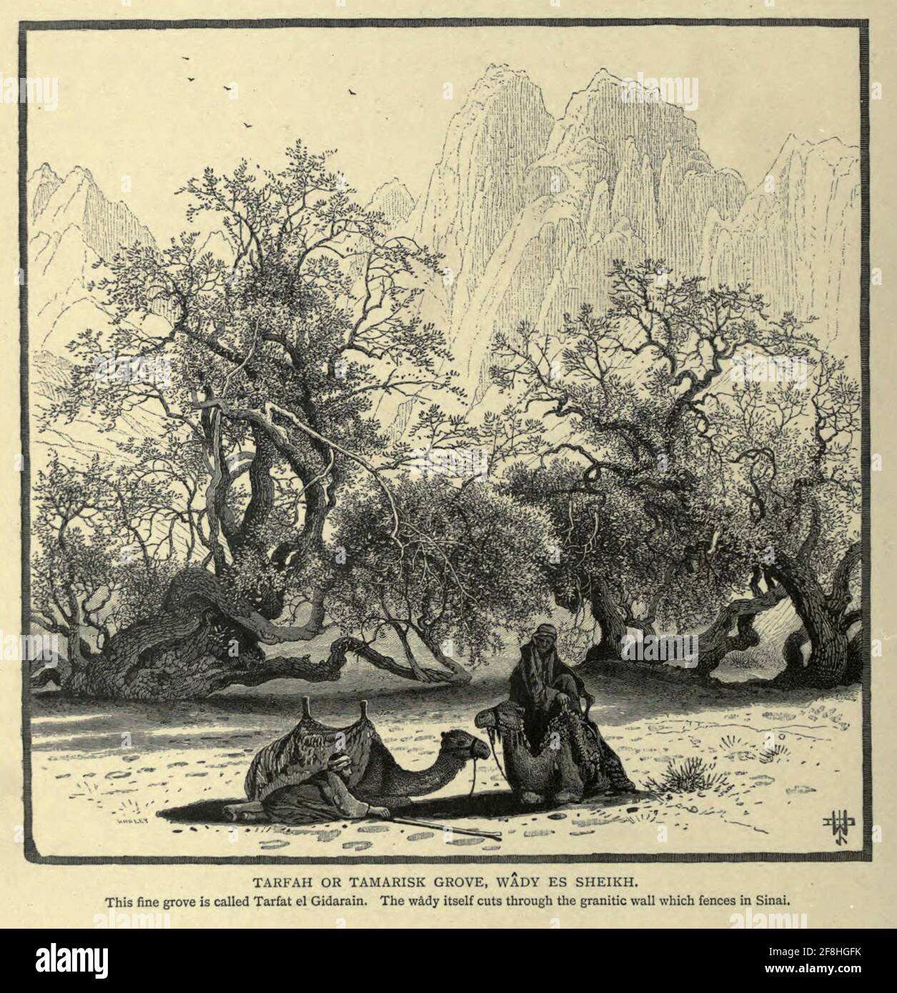 Acacia tree sinai desert egypt hi-res stock photography and images - Alamy