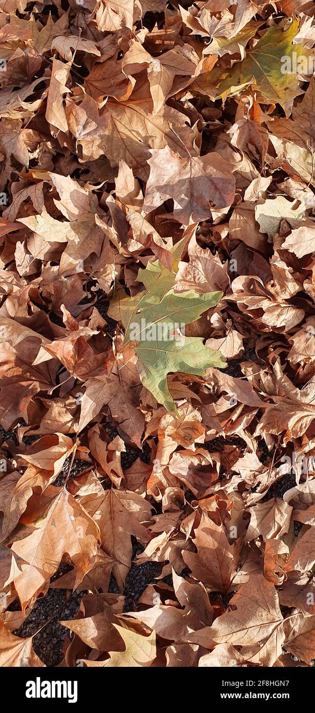 the fallen leaves in autumn with their colors Stock Photo - Alamy