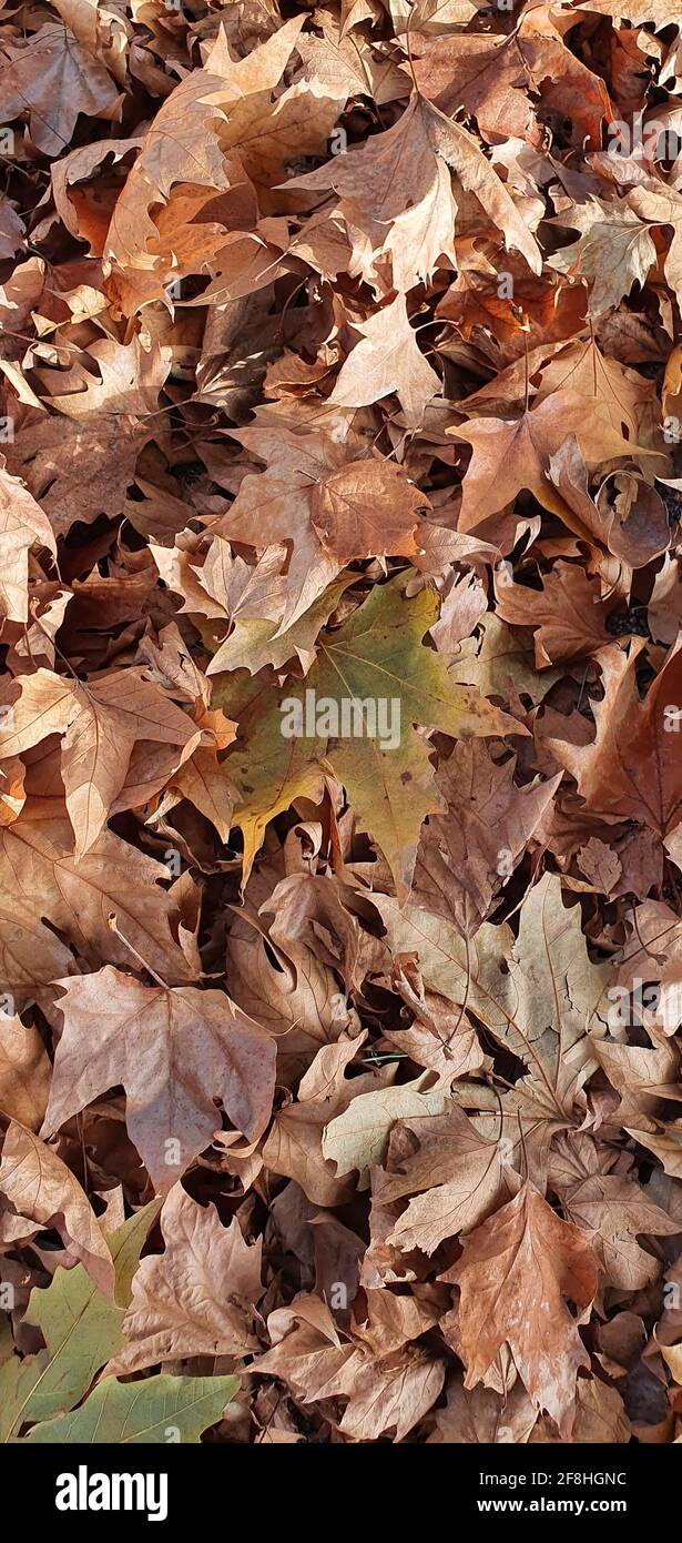 the fallen leaves in autumn with their colors Stock Photo - Alamy