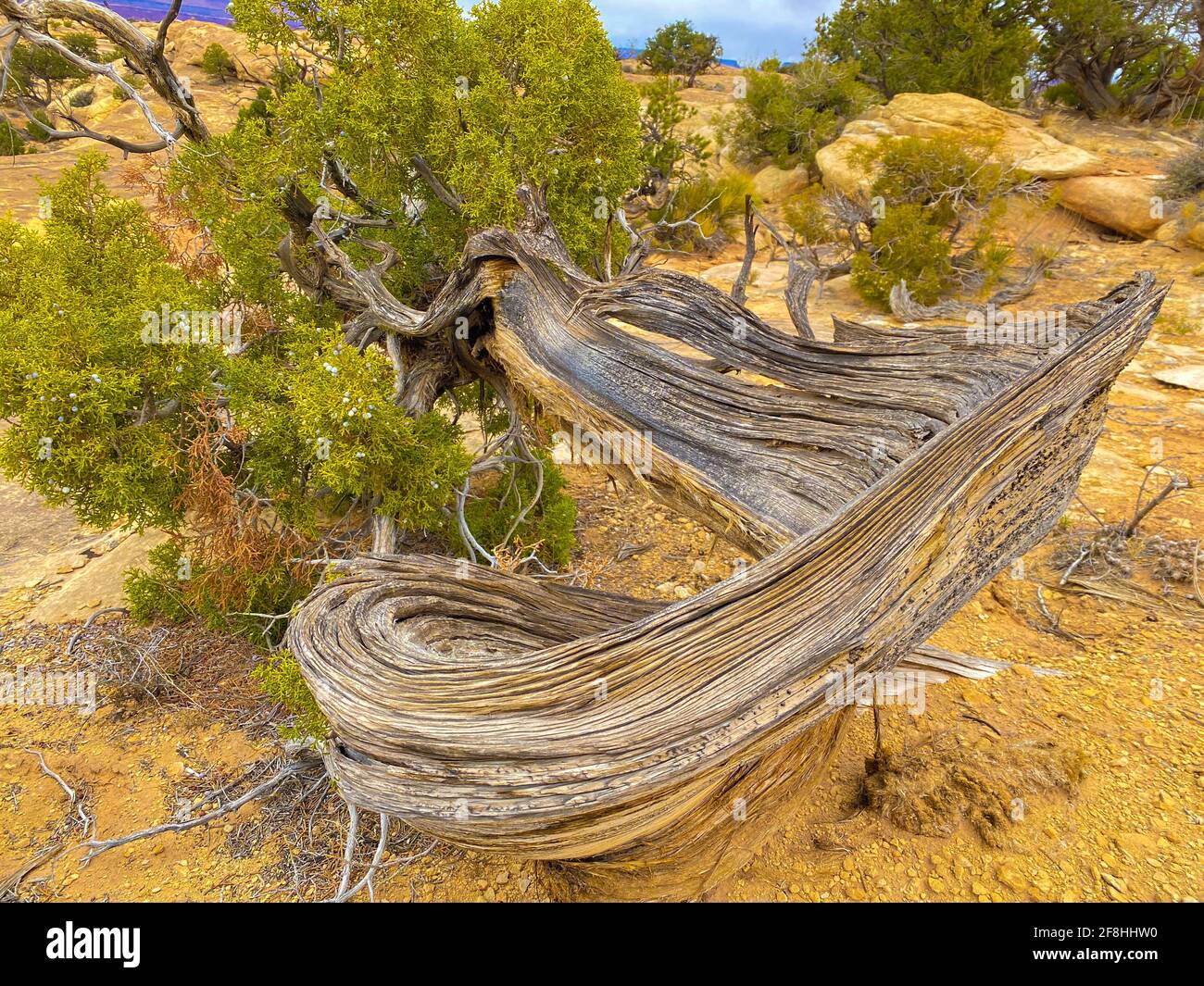 Tree with an extraordinary trunk in a rocky desert with yellow soil ...