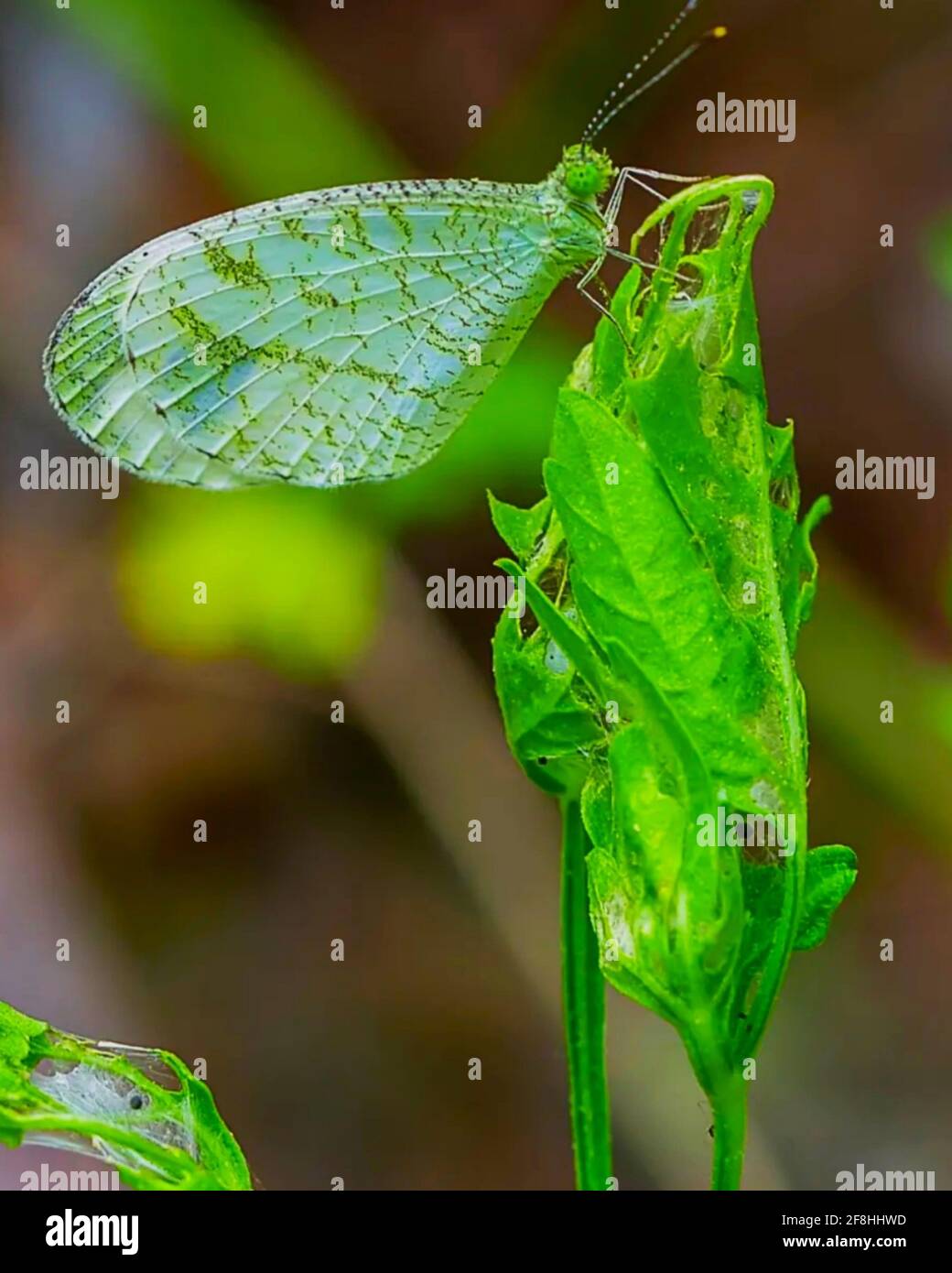 Rare green moth or butterfly Stock Photo - Alamy