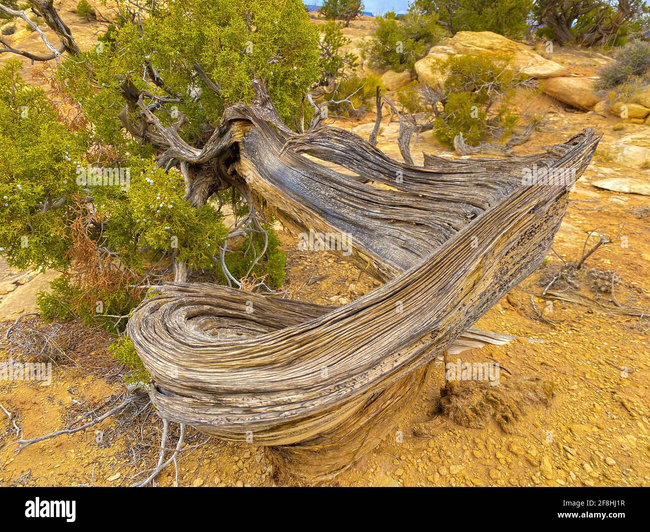 Tree with an extraordinary trunk in a rocky desert with yellow soil ...