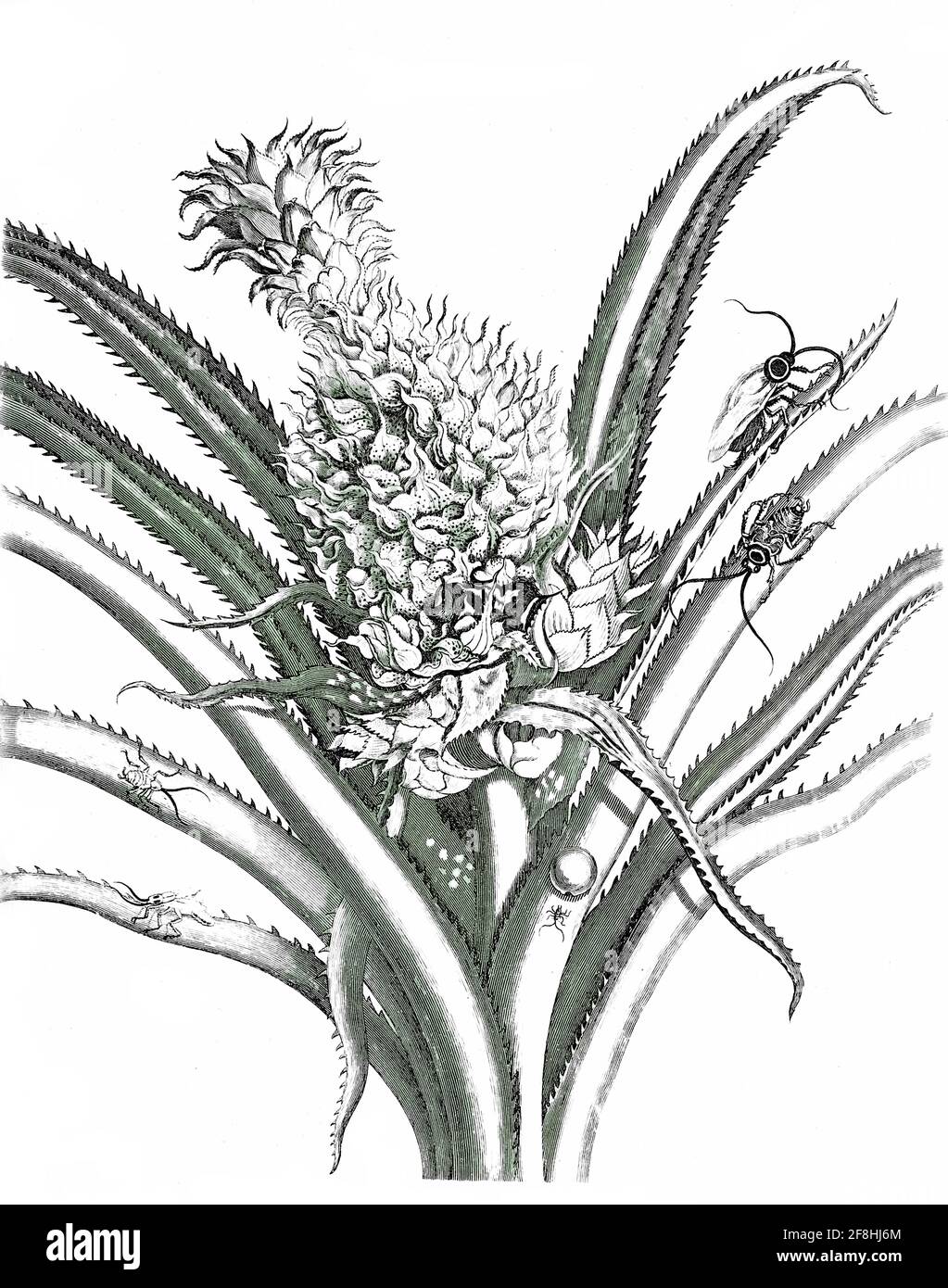 Pineapple Plant Drawing