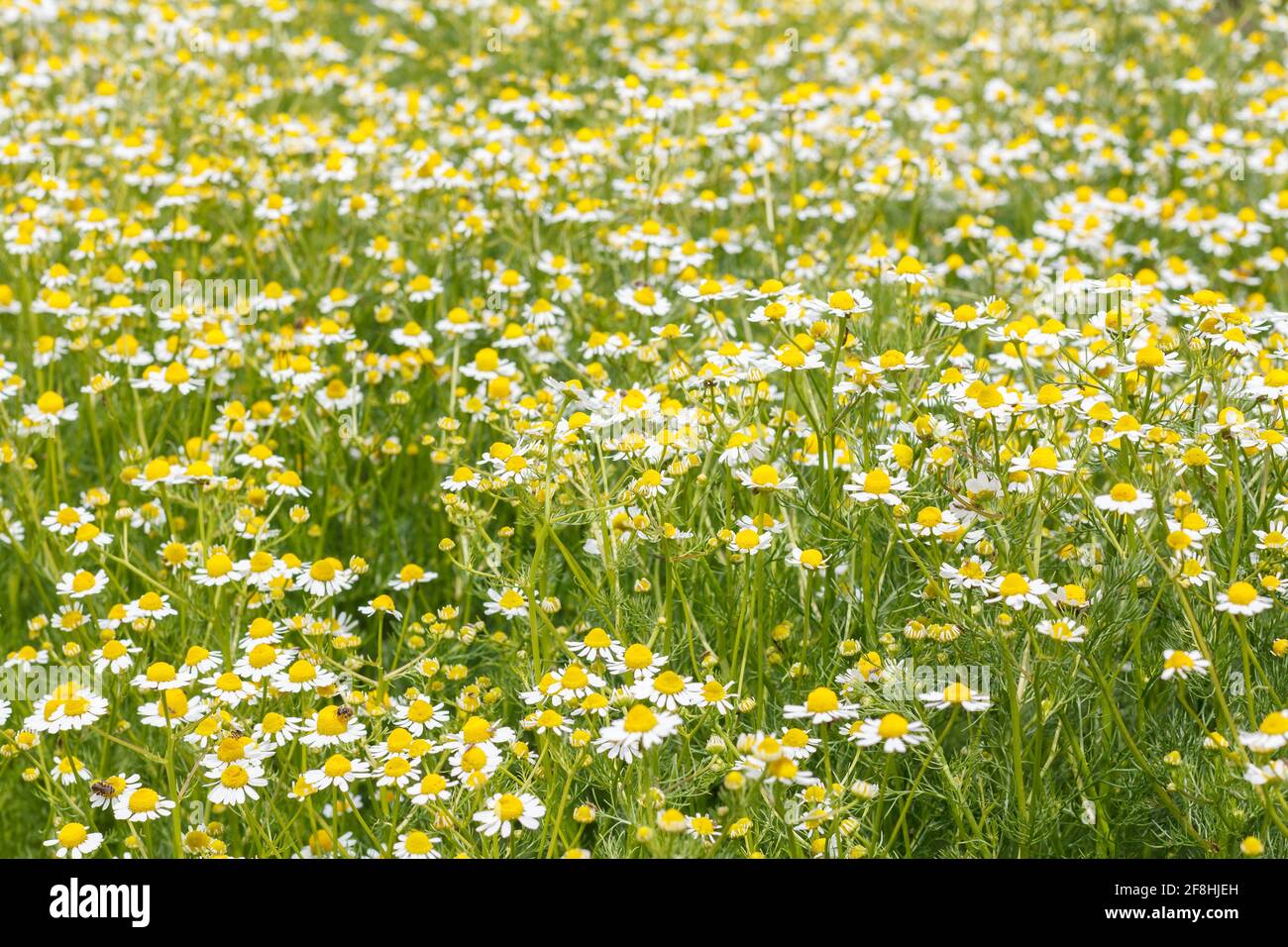 Matricaria chamomilla with blooming flowers on the meadow. Top view ...