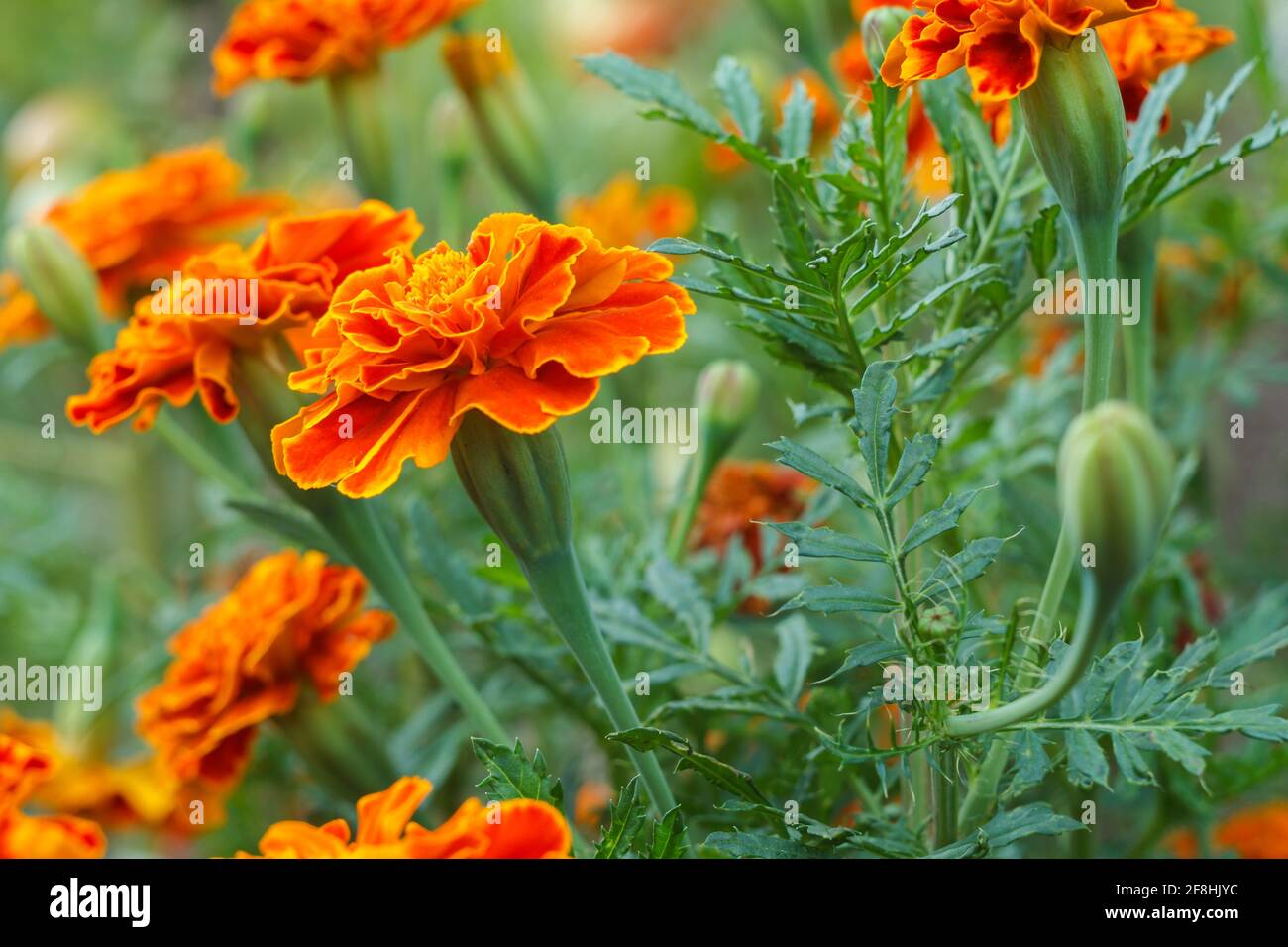 Tagetes in the garden with blurred flowers and green leaves in the ...