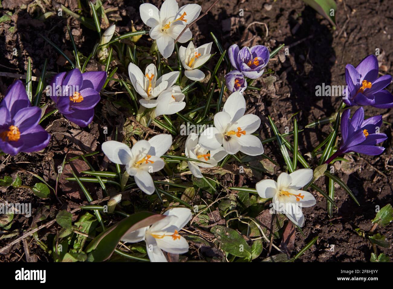 Bright spring crocuses on a flower bed in the garden Stock Photo - Alamy