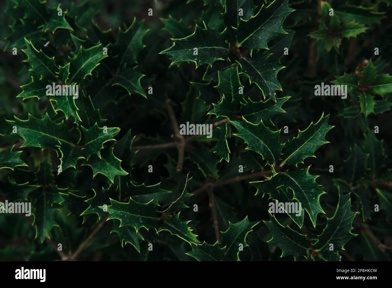 Unusual plant with green sharp prickly leaves. Evergreen prickly ...